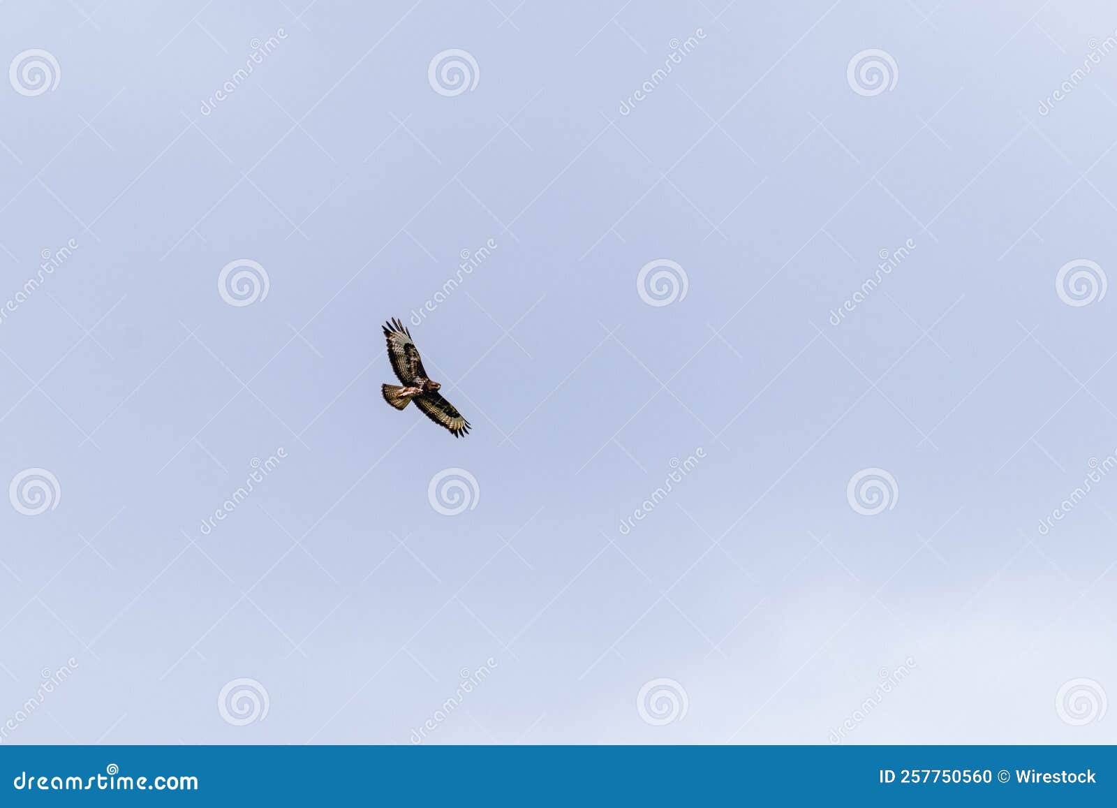 Vertical of a Common Buzzard Flying in the Sky with Its Wings Wide Open ...