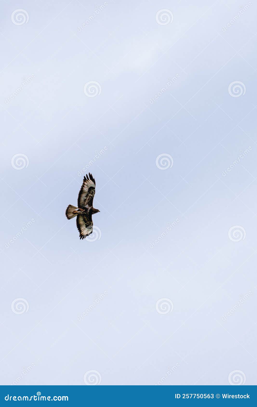 Vertical of a Common Buzzard Flying in the Sky with Its Wings Wide Open ...