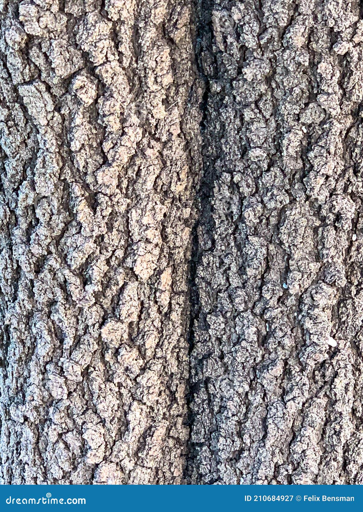 Vertical Crack in the Bark of Old Deciduous Tree Stock Image - Image of ...