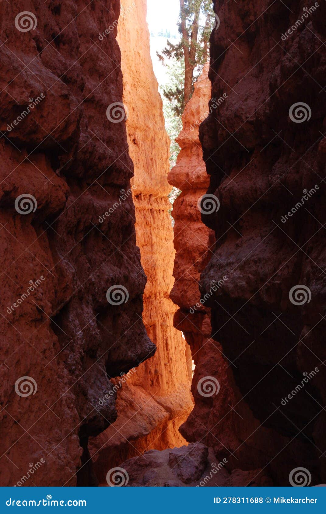 Tree in Bryce Canyon stock photo. Image of crack, rock - 278311688