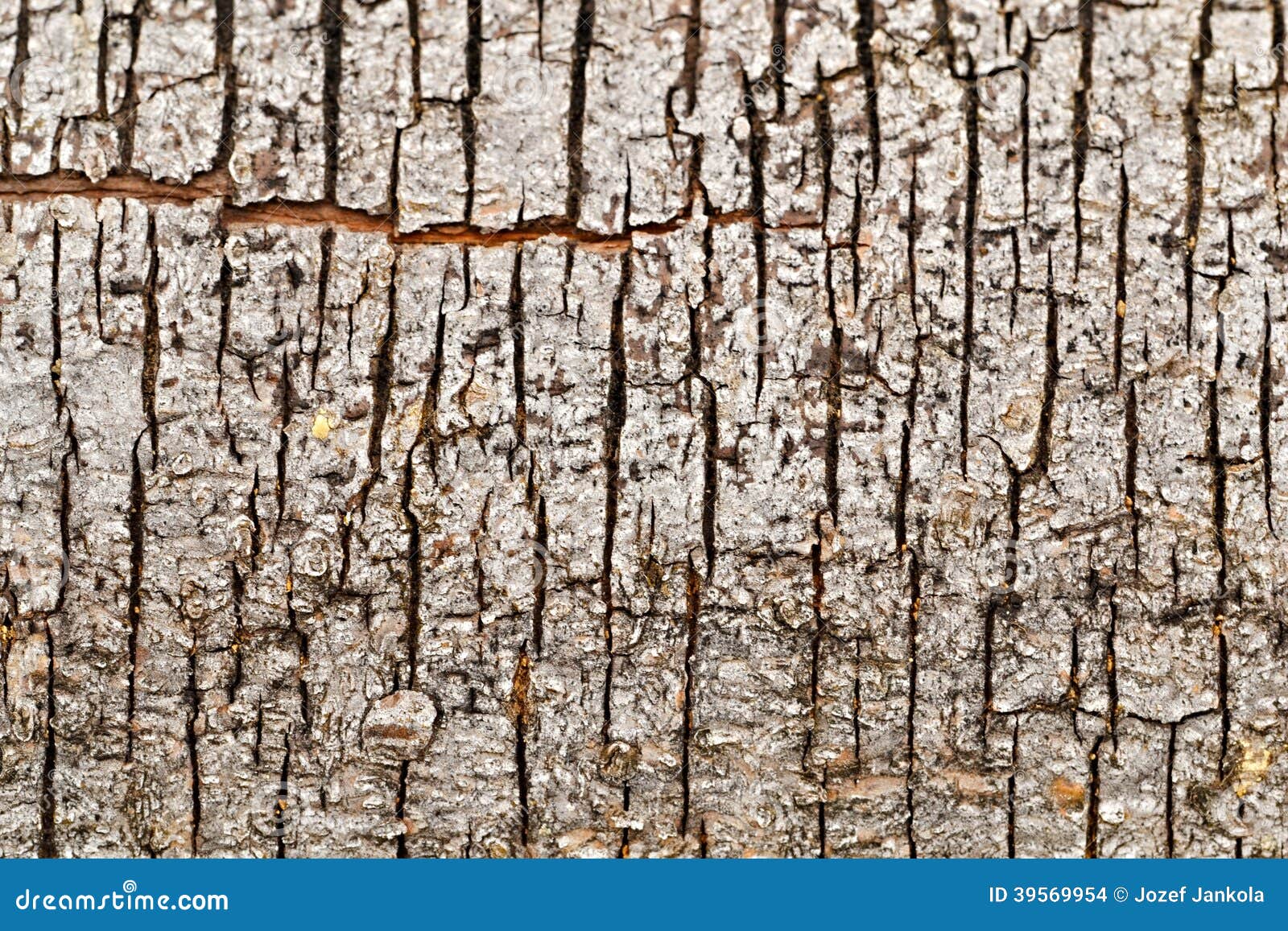 Vertical Cracks in Bark of Tree Stock Photo - Image of nature ...