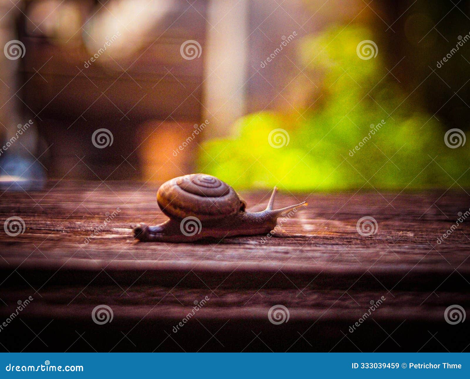 Vertical Crawl: Snail Making Its Way Up Tree Stock Image - Image of ...