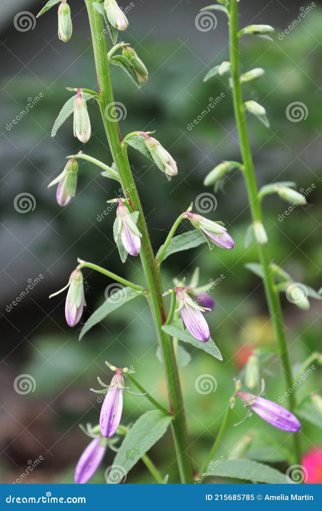 Creeping Bellflower And Invasive Weed On A Fence Royalty-Free Stock ...