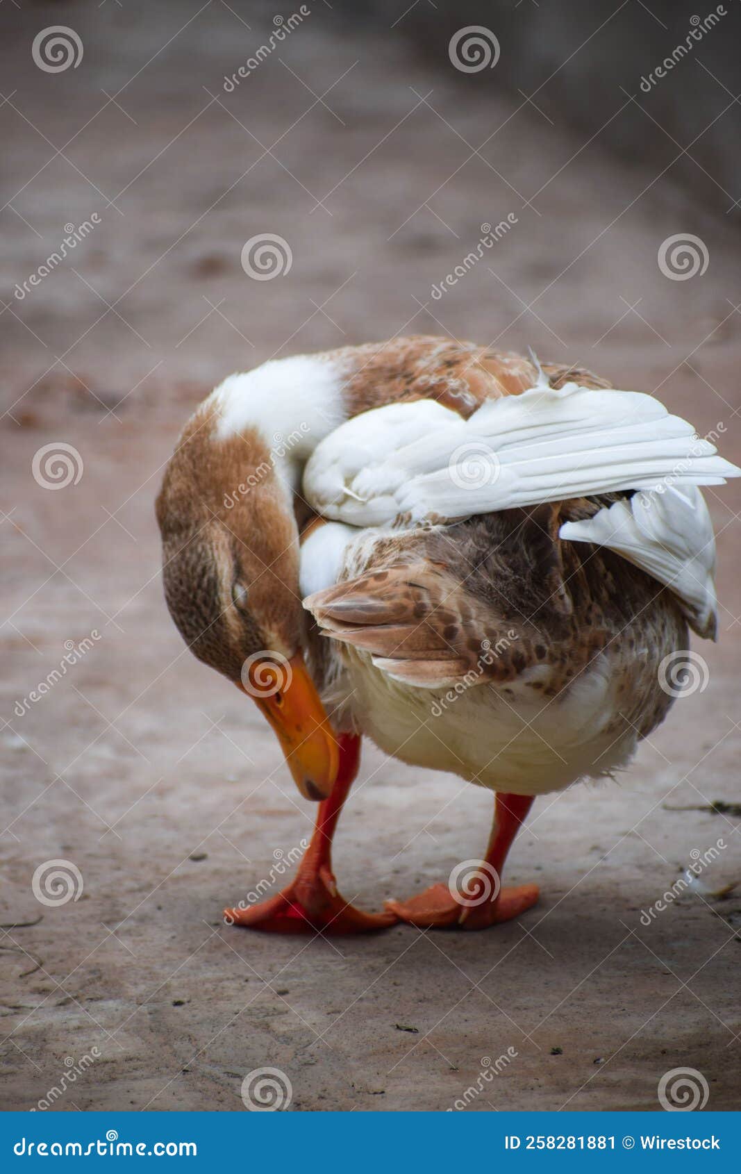 Vertical of a Cute Duck on the Ground. Stock Image - Image of natural ...