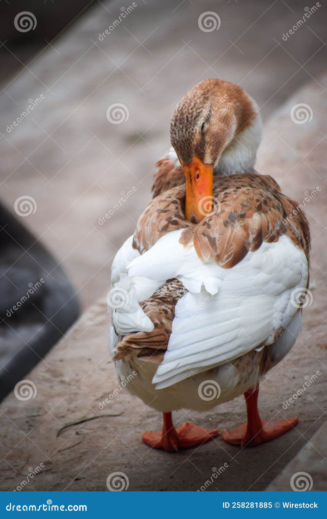 Vertical of a Cute Duck on the Ground. Stock Image - Image of nature ...