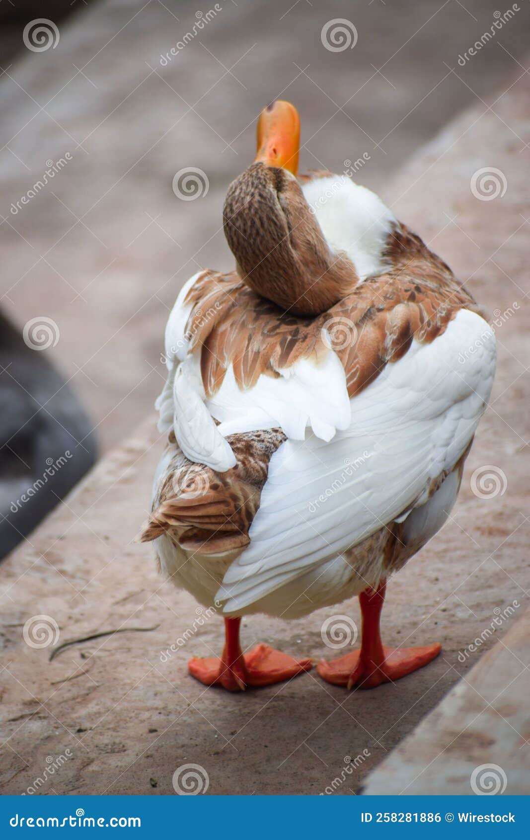 Vertical of a Cute Duck on the Ground. Stock Photo - Image of beak ...