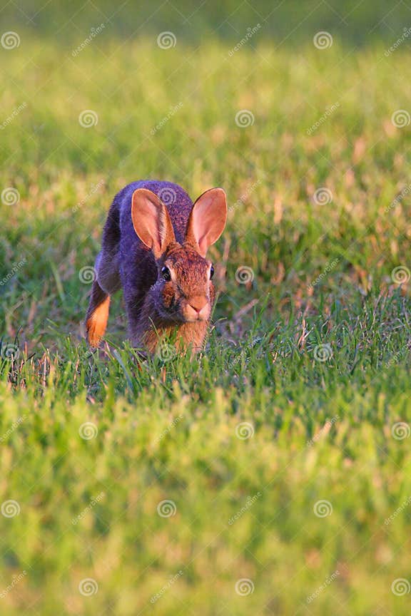 Vertical of a Cute Rabbit Jumping on the Grass. Stock Photo - Image of ...
