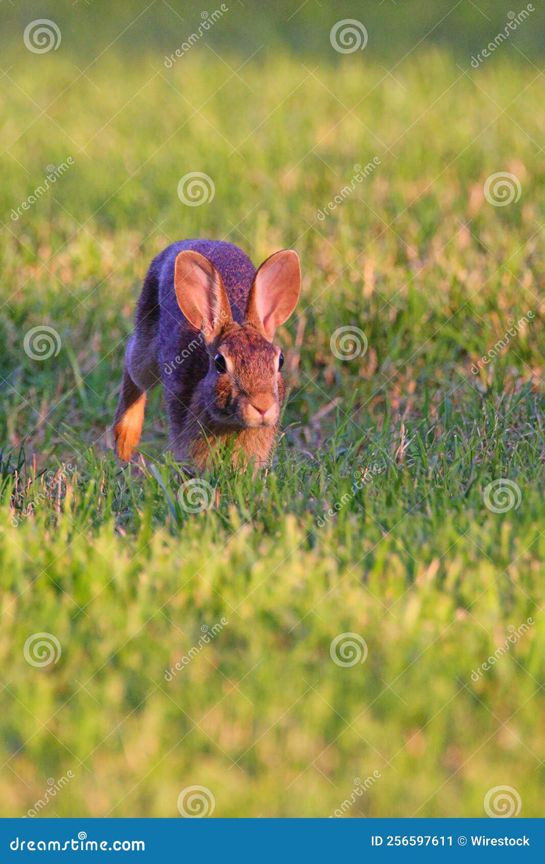 Vertical of a Cute Rabbit Jumping on the Grass. Stock Image - Image of ...