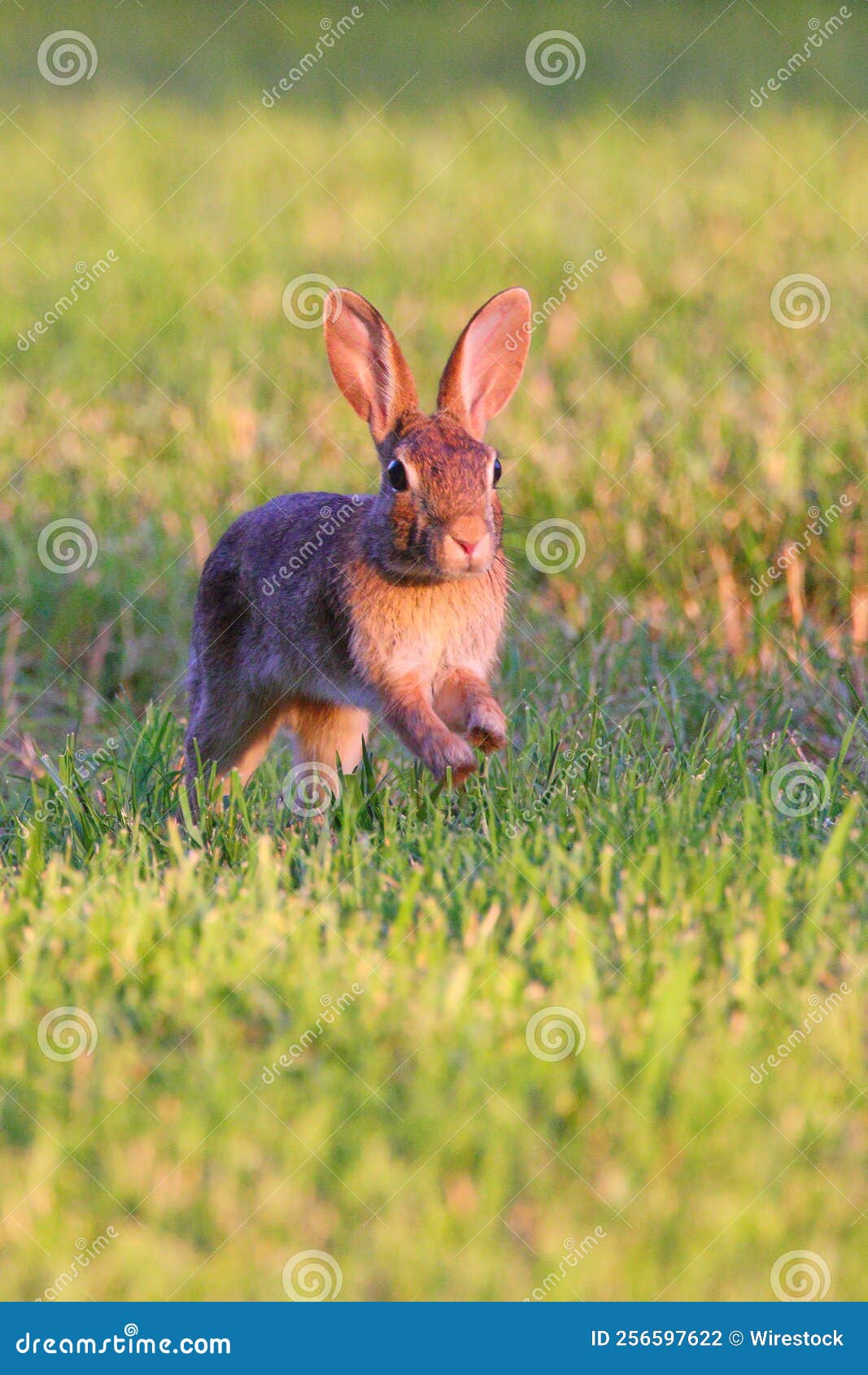 Vertical of a Cute Rabbit Jumping on the Grass. Stock Photo - Image of ...
