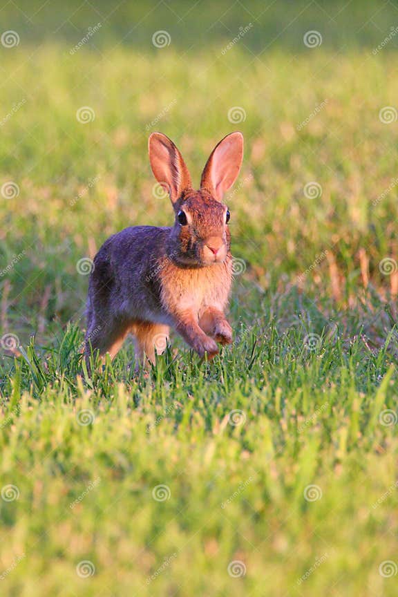 Vertical of a Cute Rabbit Jumping on the Grass. Stock Photo - Image of ...