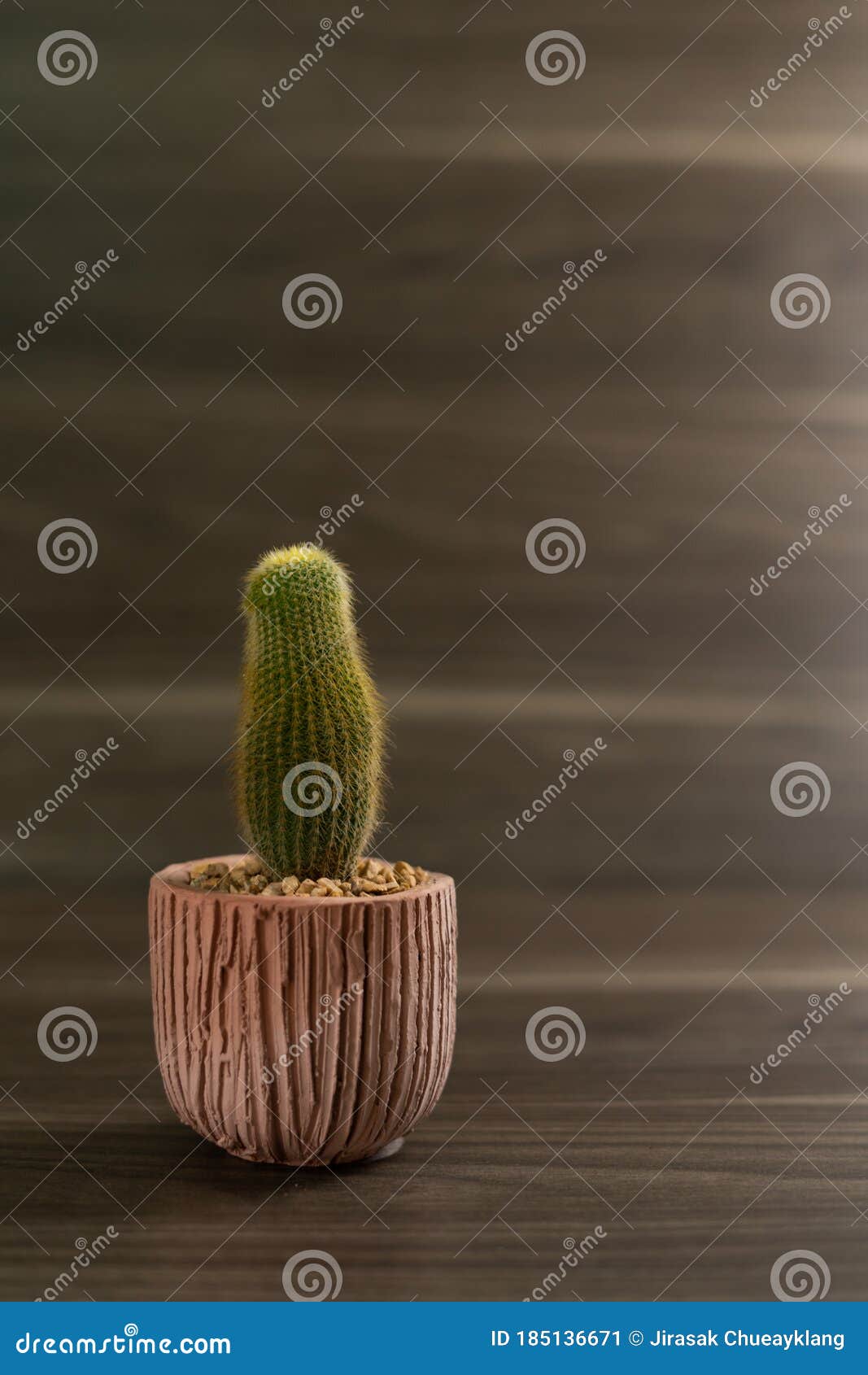 Vertical Cylindrical Cactus in the Bottom Left Corner on a Wooden Floor ...