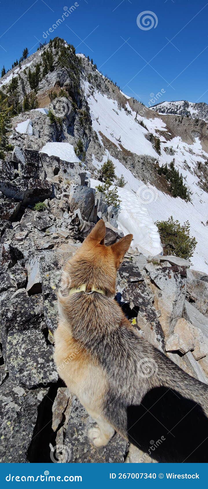 Vertical of a Czechoslovakian Wolfdog, Wolf Captured from Behind ...