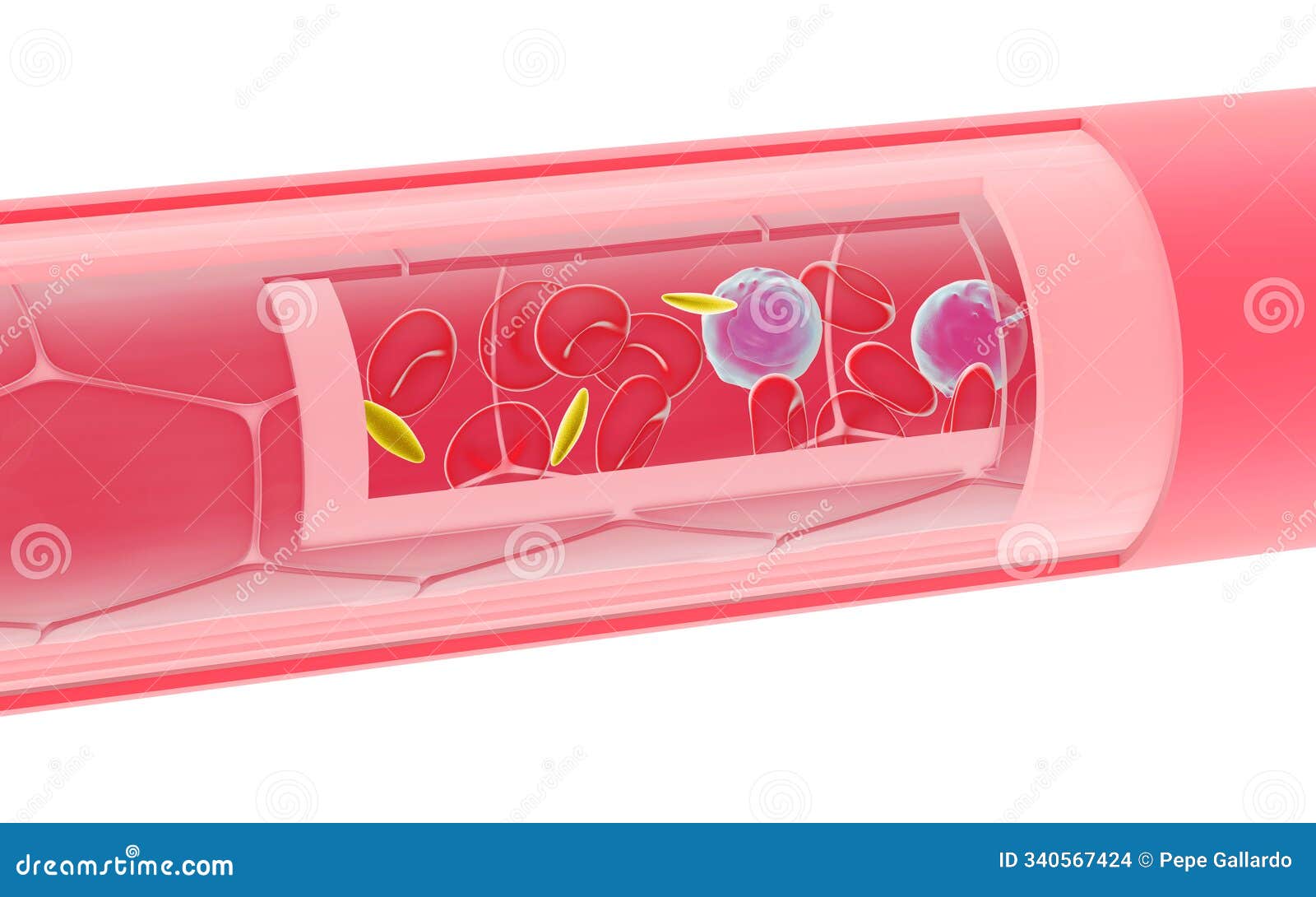 Vertical 3D Illustration of an Artery or Vein with Movement that Opens ...
