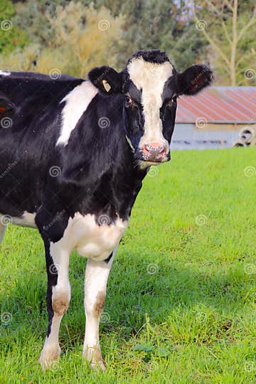 Vertical Dairy Cow stock image. Image of single, exterior - 60725547