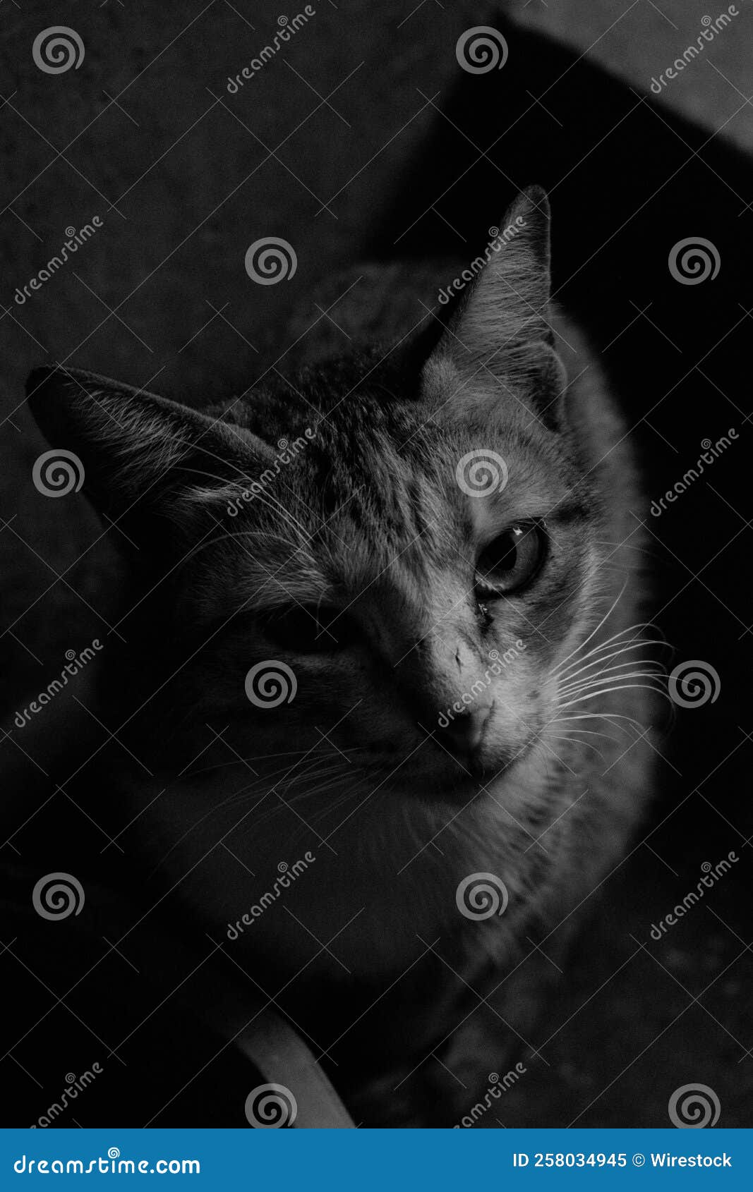 Vertical Dark Grayscale of a Moody Tabby Cat Stock Image - Image of ...