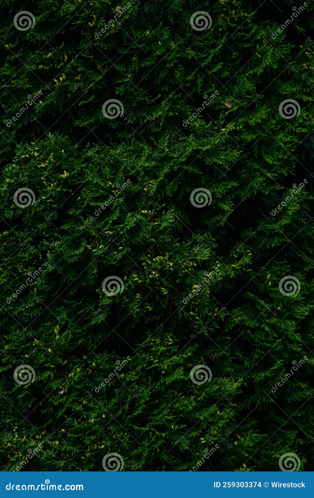 Vertical of Dark Green Tree Branches - Great for Backgrounds Stock ...