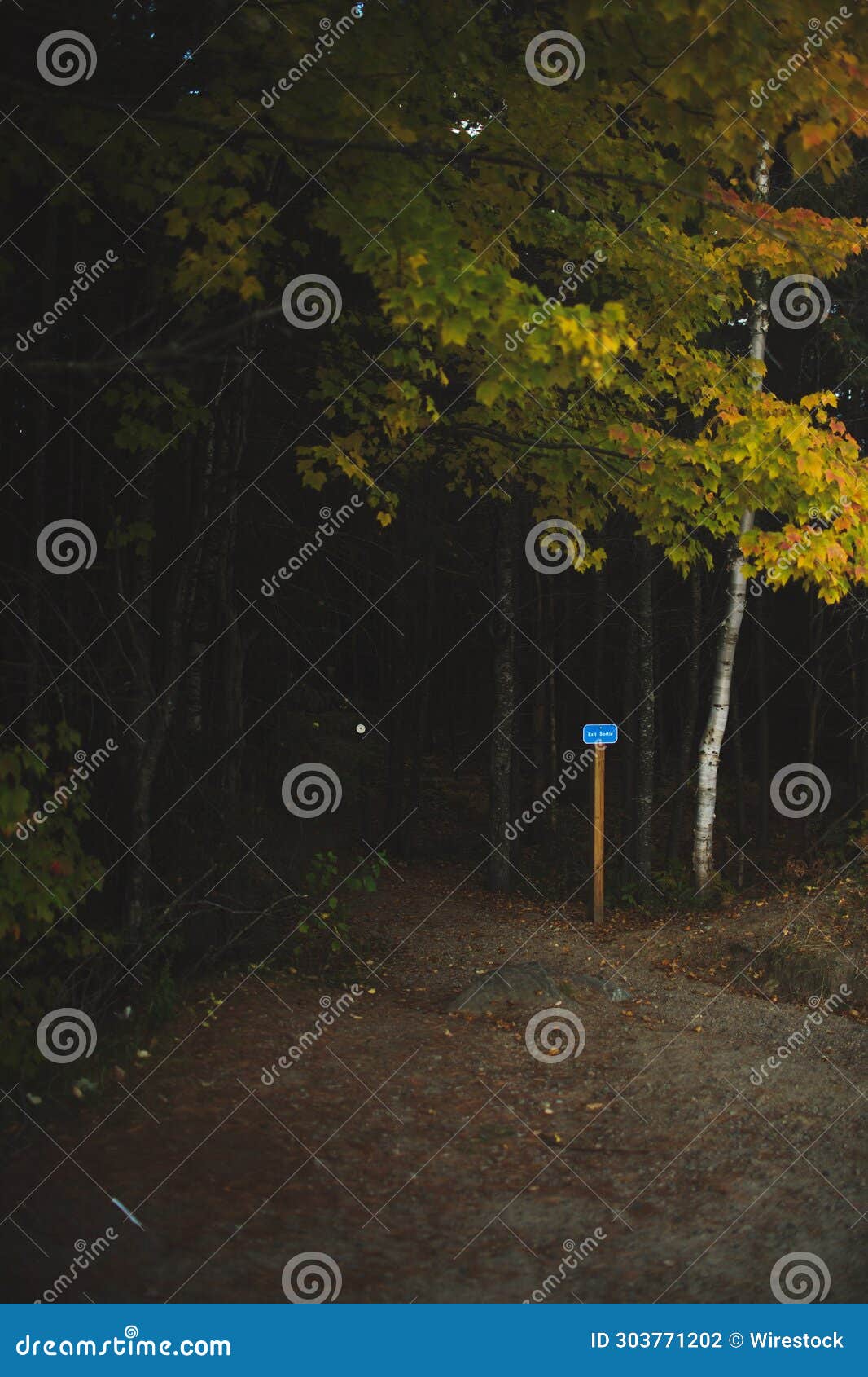 Vertical of a Dark Pathway in Algonquin Provincial Park in Ontario ...