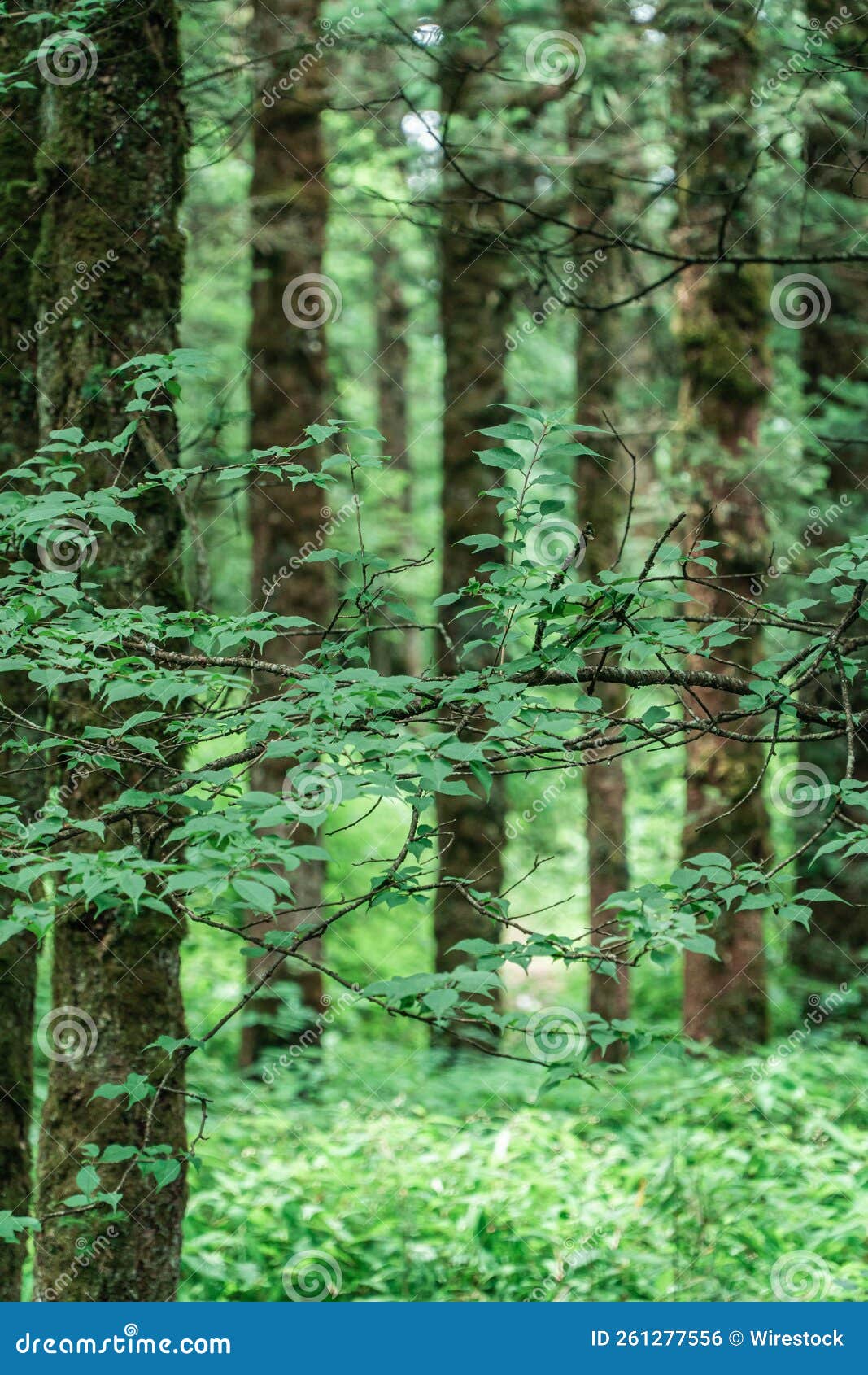 Vertical Daytime View of a Forest in Summer Stock Photo - Image of ...