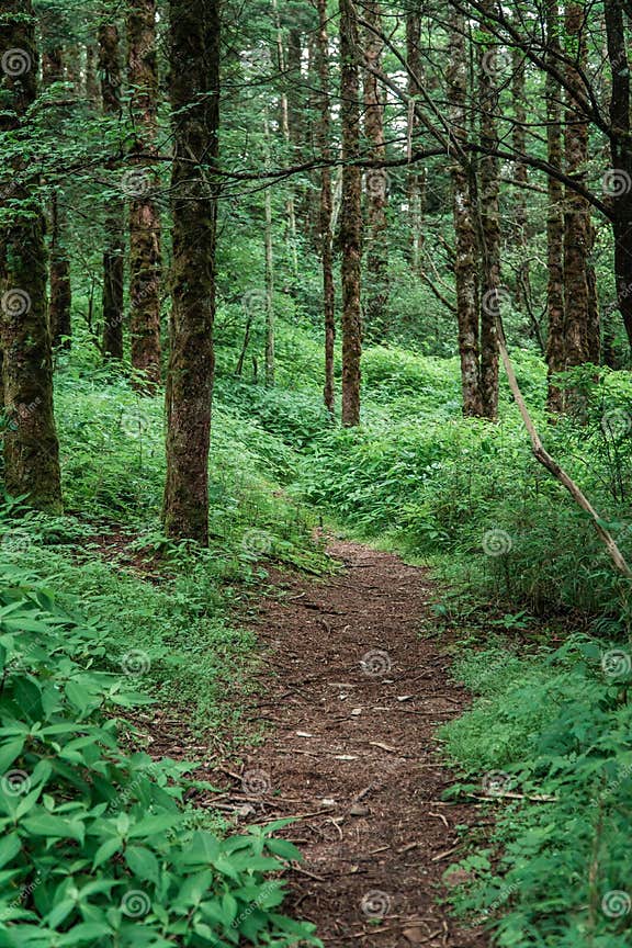 Vertical Daytime View of a Forest in Summer Stock Photo - Image of ...
