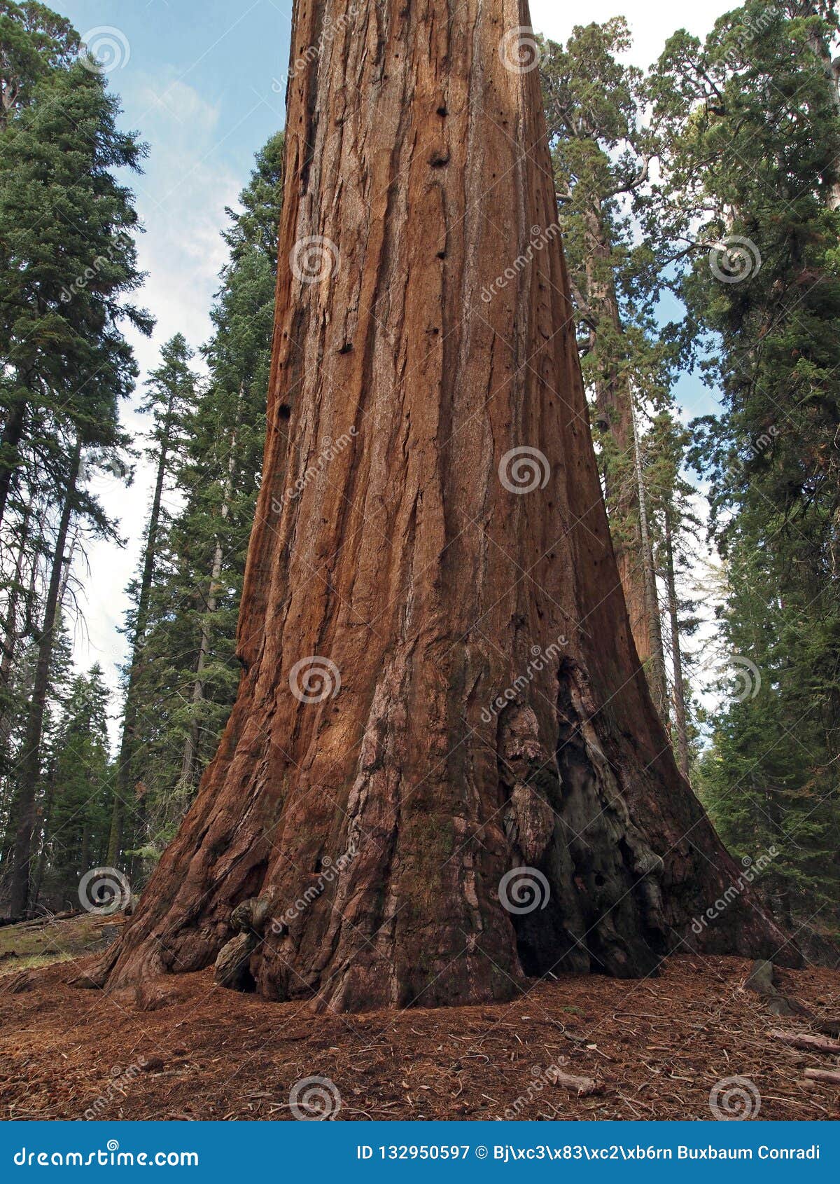 Vertical De La Secoya Gigante Imagen de archivo - Imagen de reyes ...