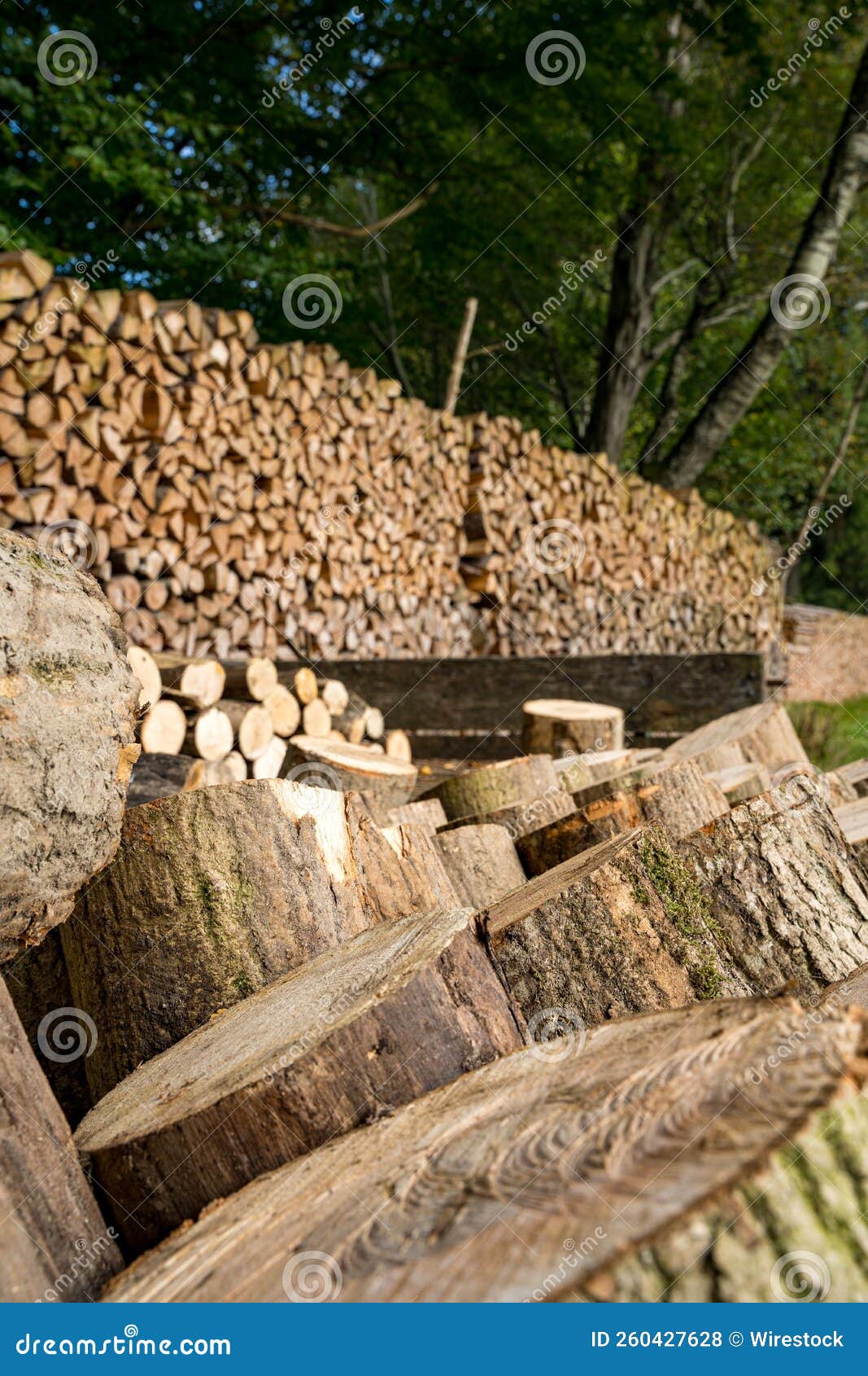 Vertical De Pilas De Troncos De Madera Cortada En Un Bosque Foto de ...