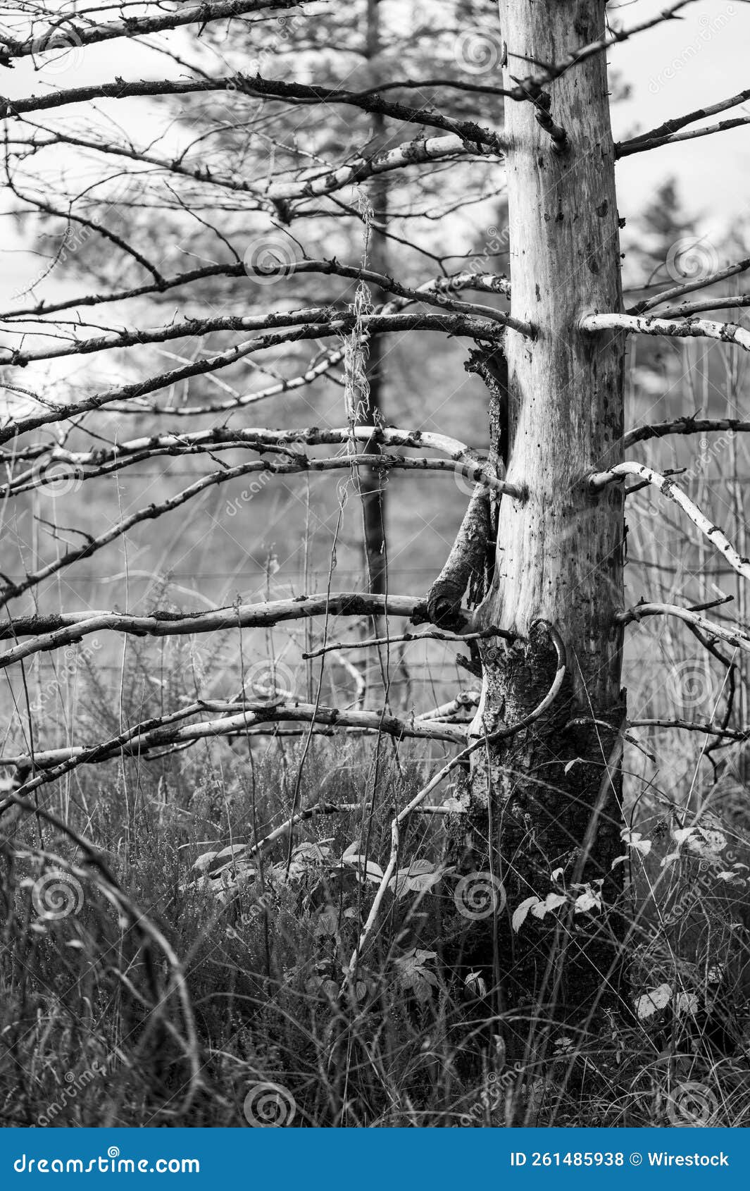 Vertical of a Dead Tree with Leafless Branches Shot in Grayscale Stock ...