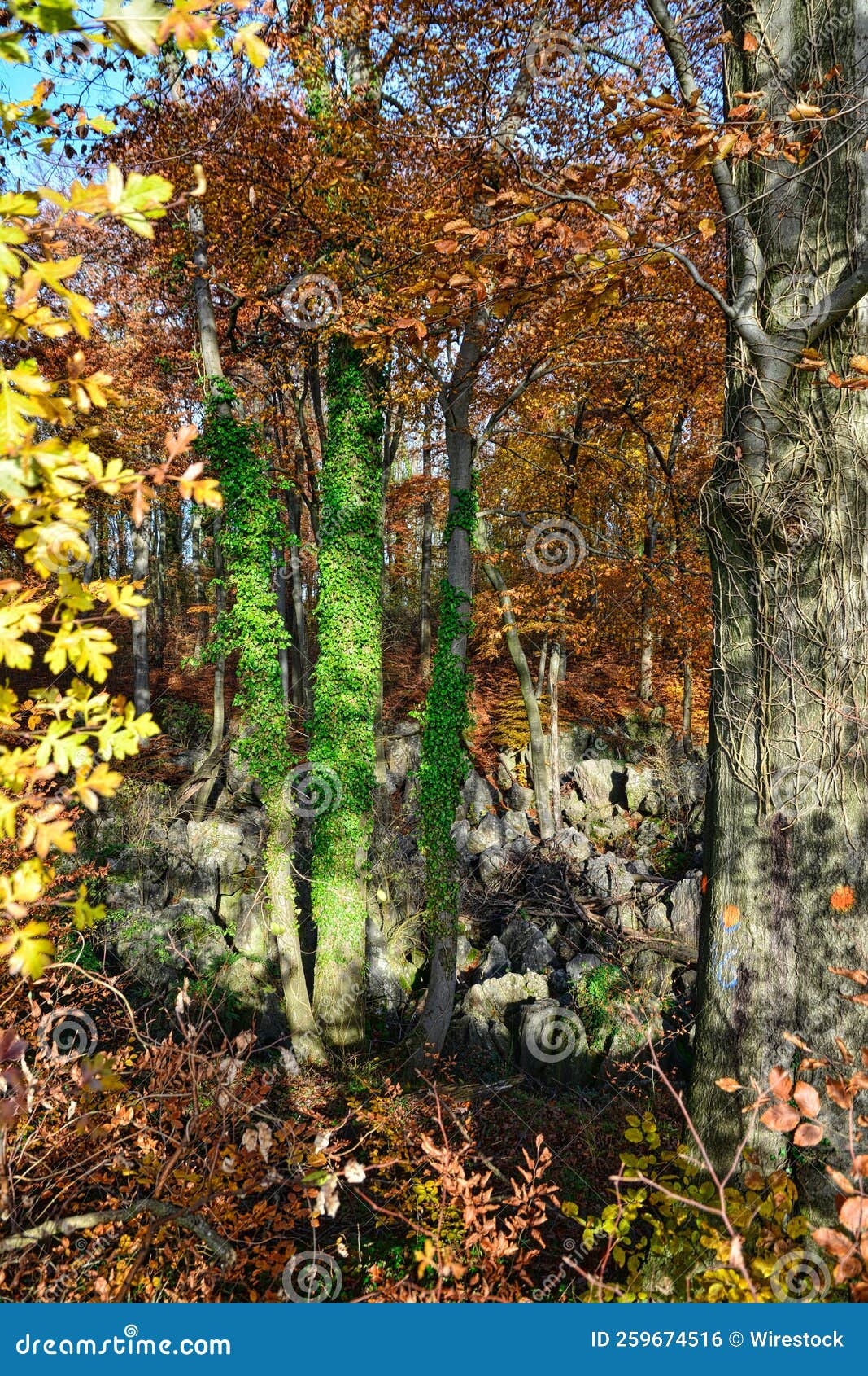 Vertical of a Dense Forest Covered in Autumn Foliage Stock Photo ...