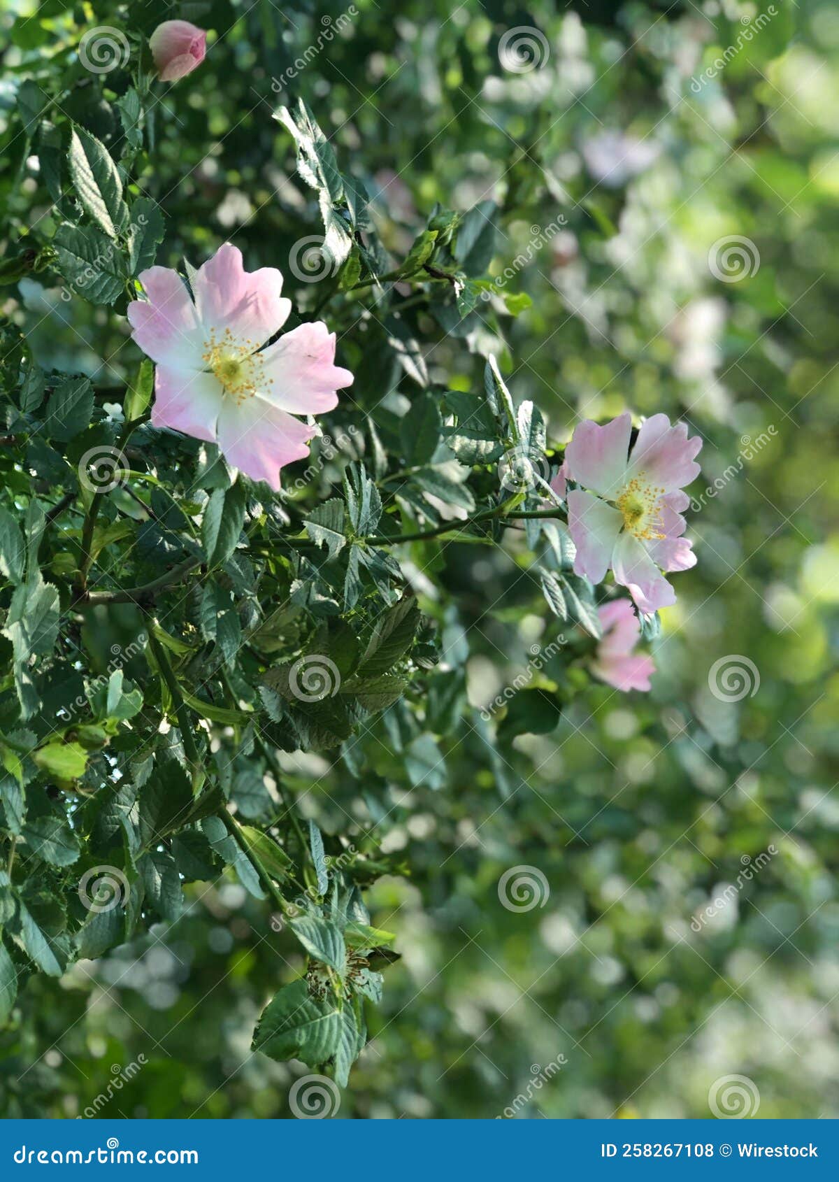 Vertical of a Dog-roses, Rosa Canina Stock Photo - Image of wild ...