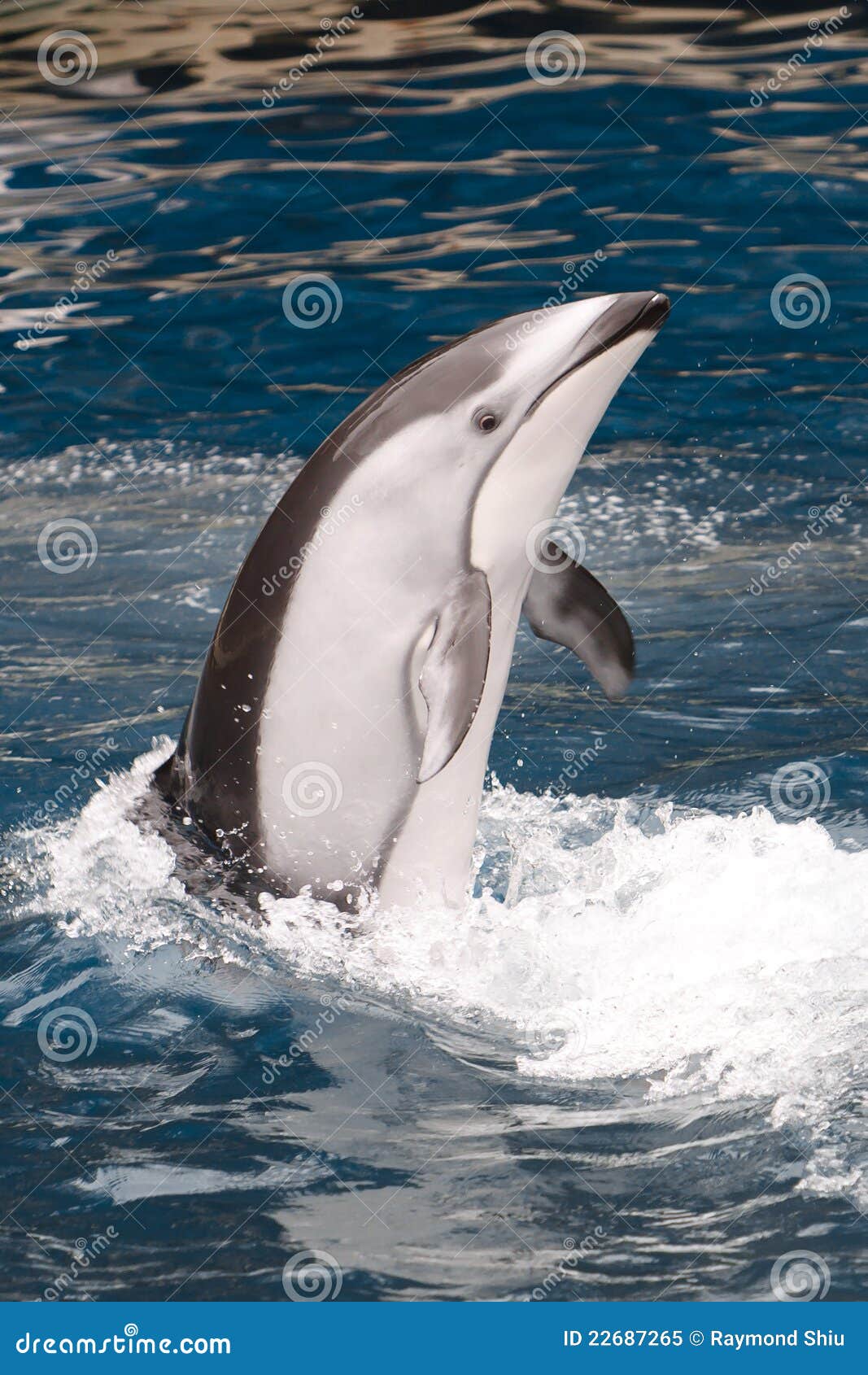 Vertical Dolphin stock image. Image of wild, mammal, splash - 22687265