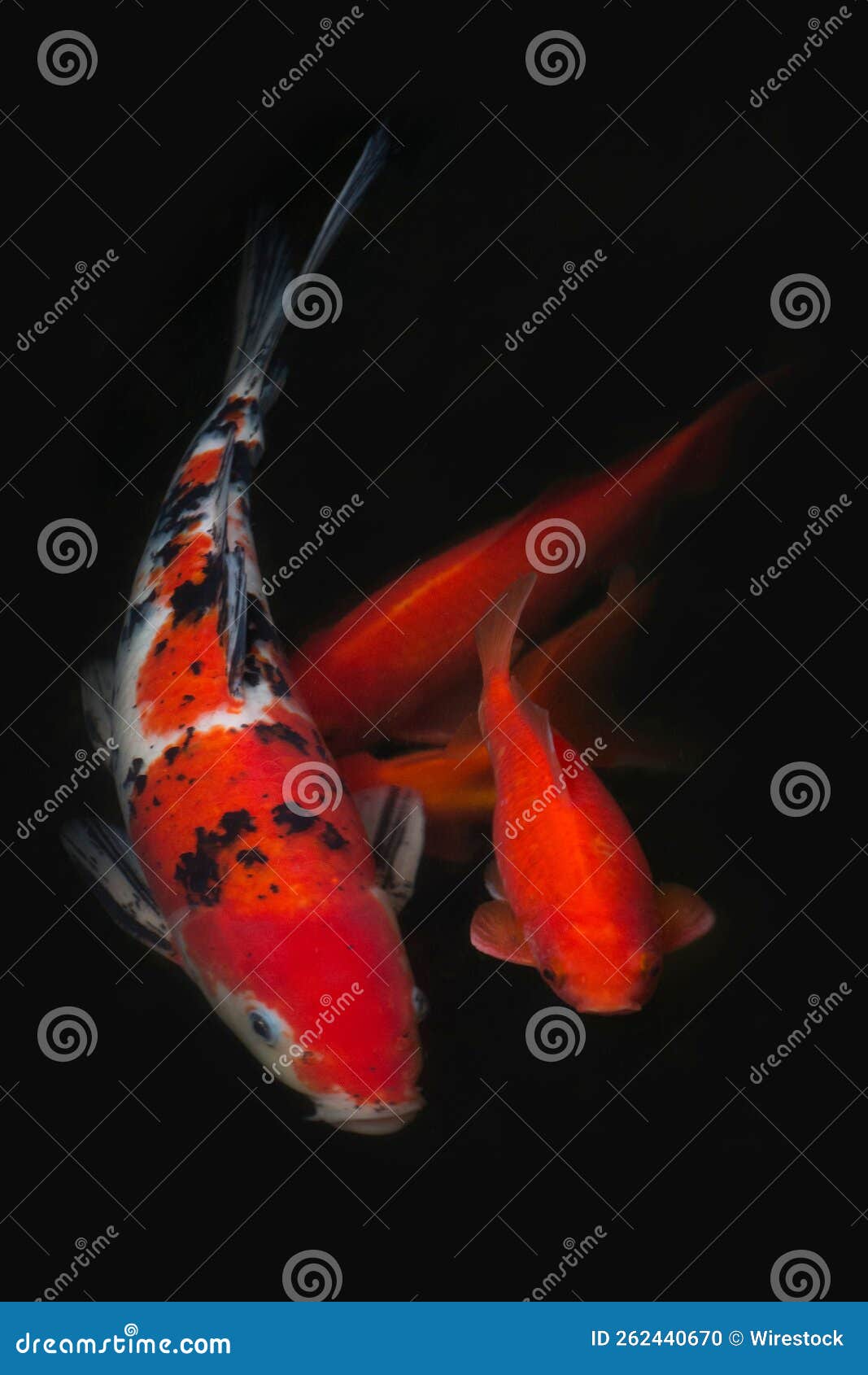 Vertical of a Dotted Koi Fish and Goldfish in a Pond, Against Black ...