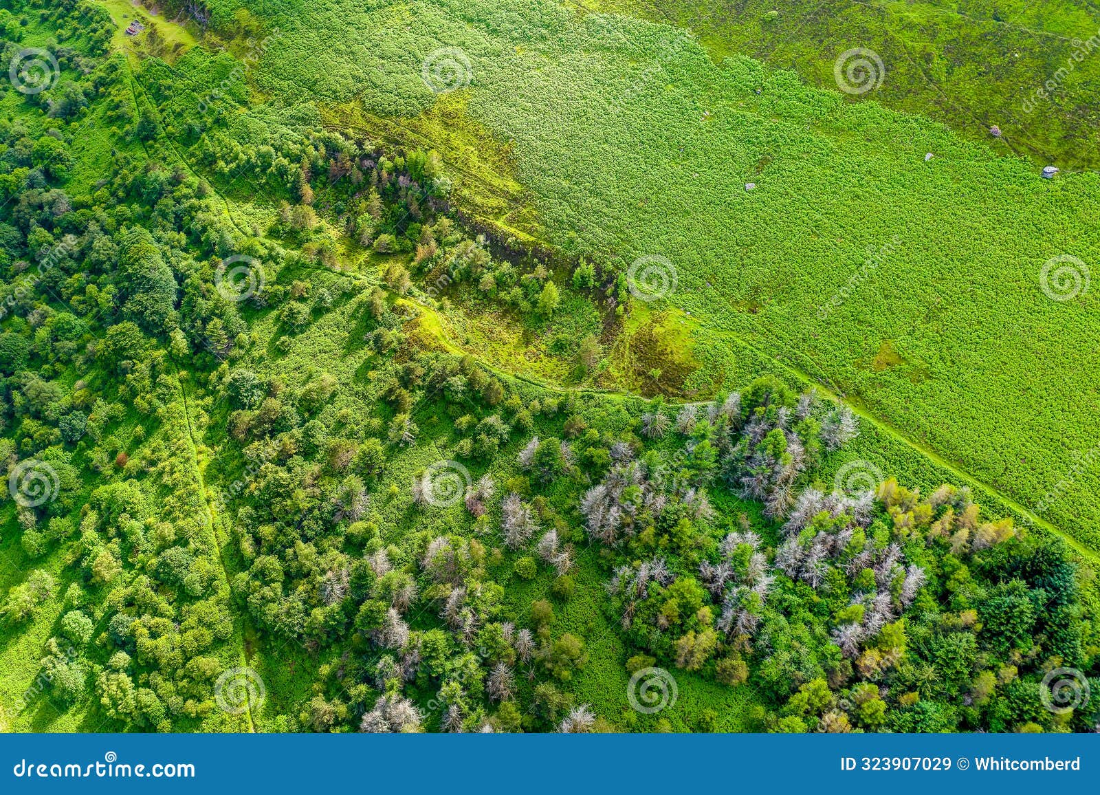 Vertical Downwards View of Trees and Lush Green Foliage Stock Image ...