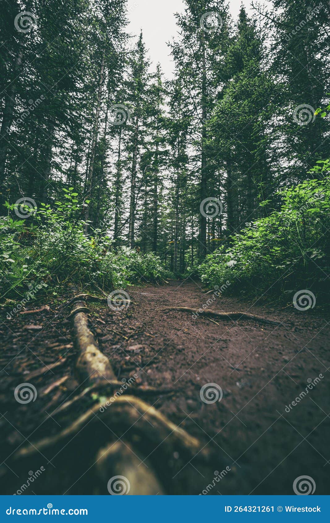 Vertical Dramatic Landscape of a Rainforest Stock Image - Image of park ...
