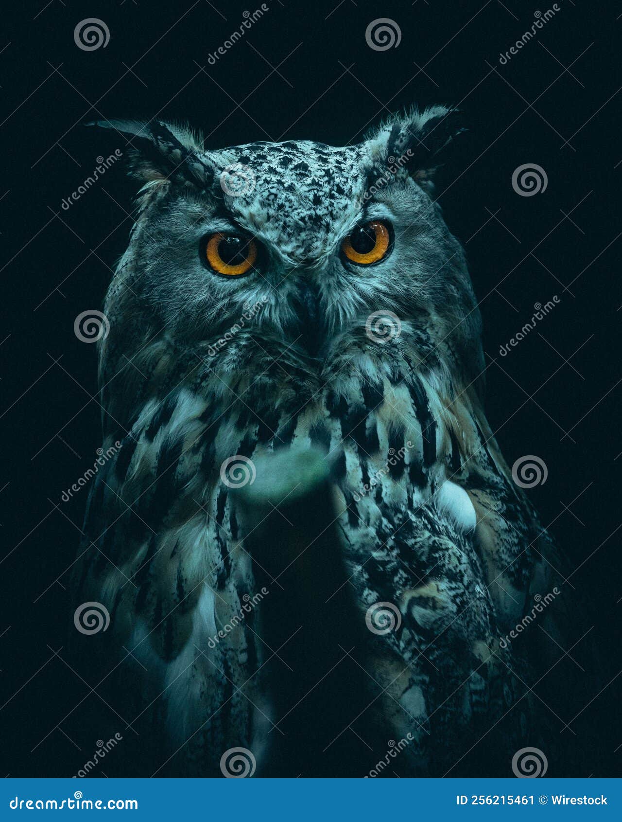 Vertical Dramatic Portrait of a Eurasian Eagle-owl (Bubo Bubo), Also ...