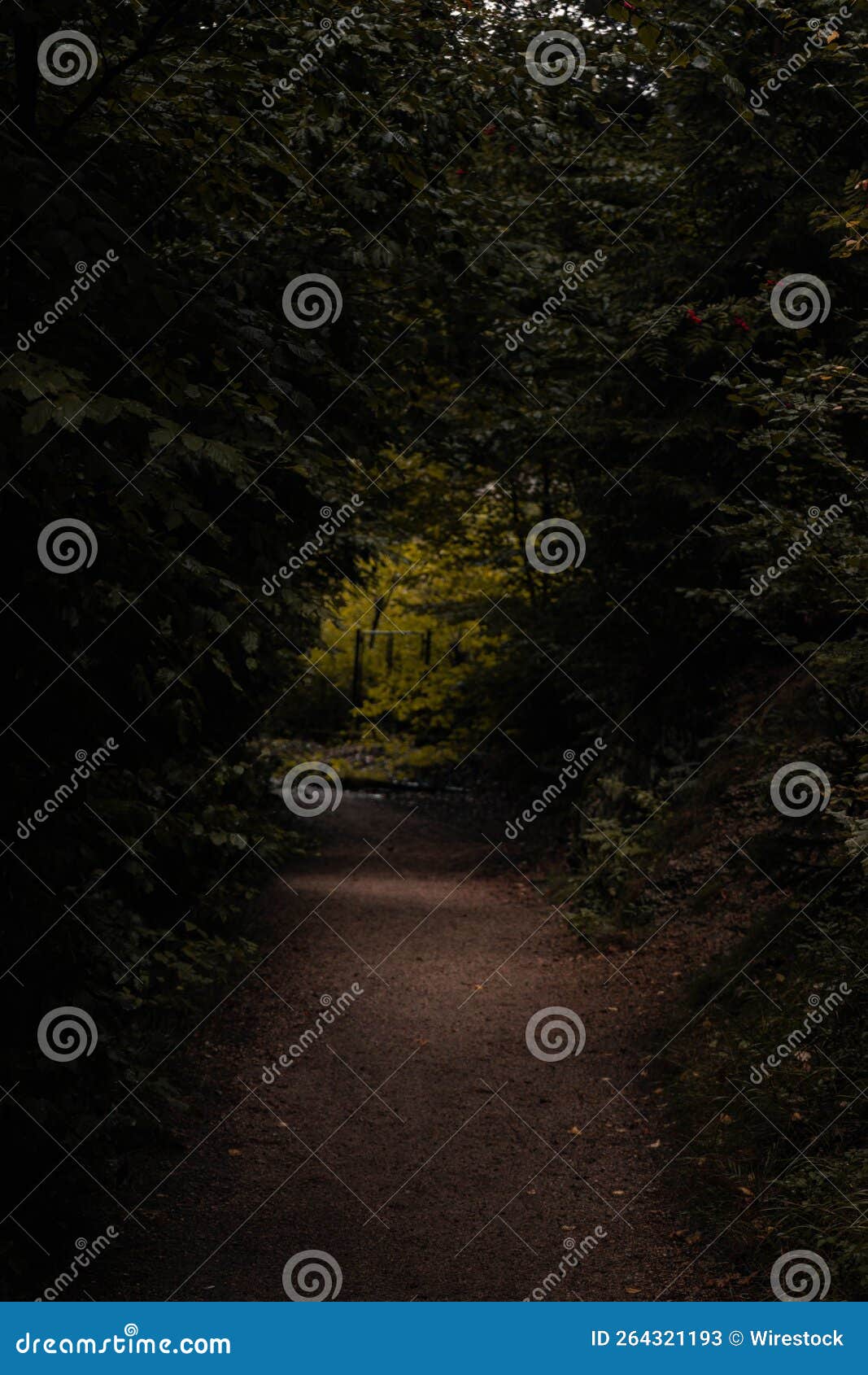 Vertical Dramatic Shot of a Pathway in the Green Forest Stock Image ...