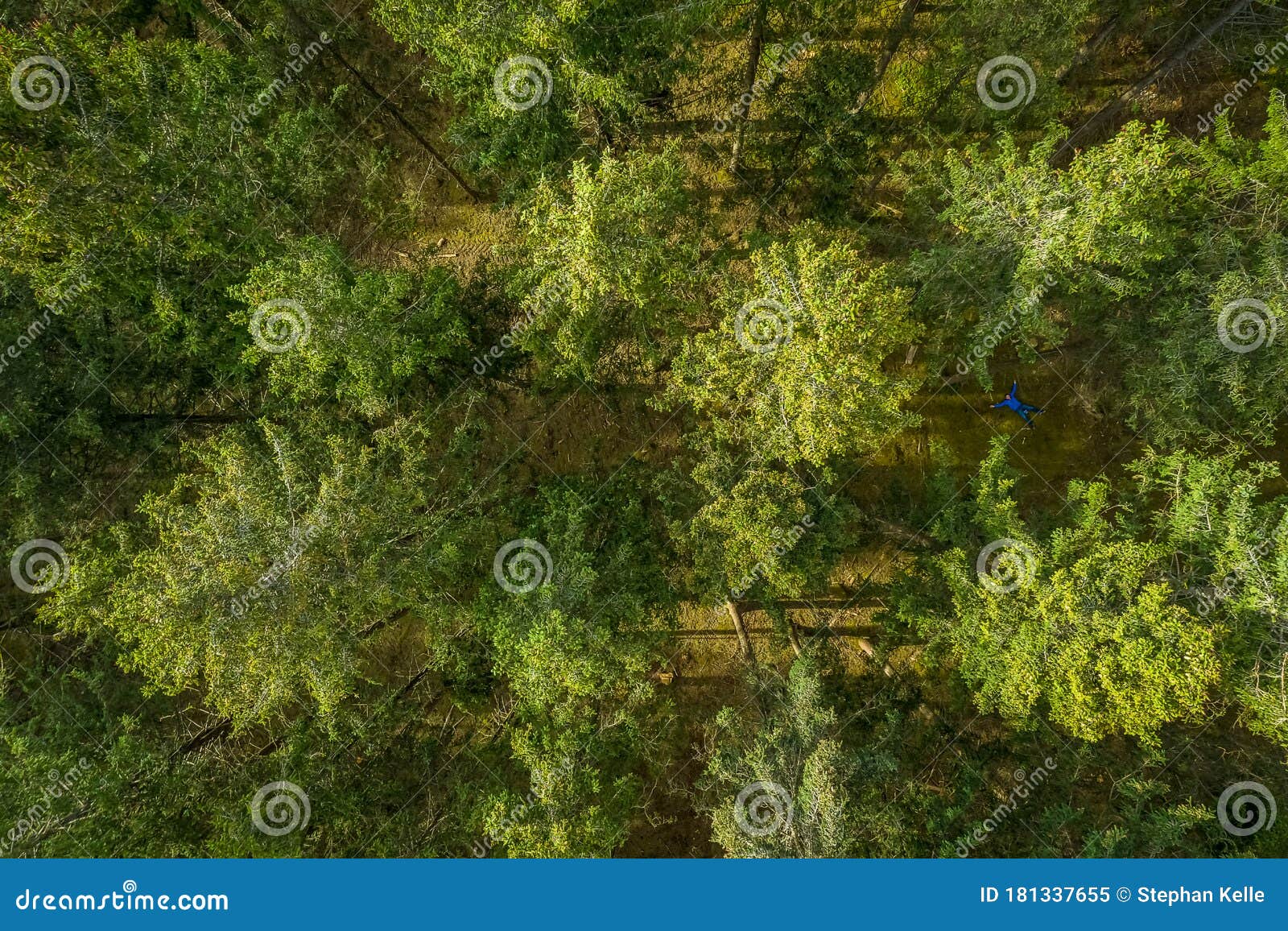 Vertical Drone View at Top of a Green Forest at Springtime, Birds Eye ...