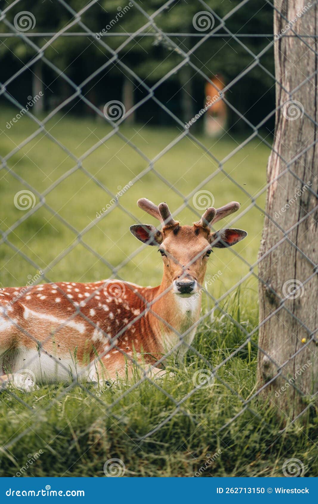 Vertical of a European Fallow Deer in Captivity. Stock Photo - Image of ...