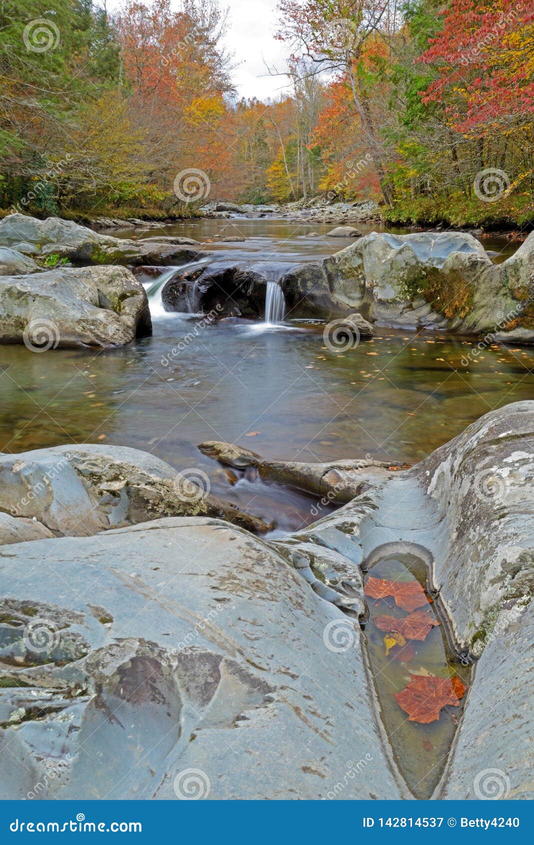 Vertical - Fall Colors Surround a Small White Water Stream in Fall ...