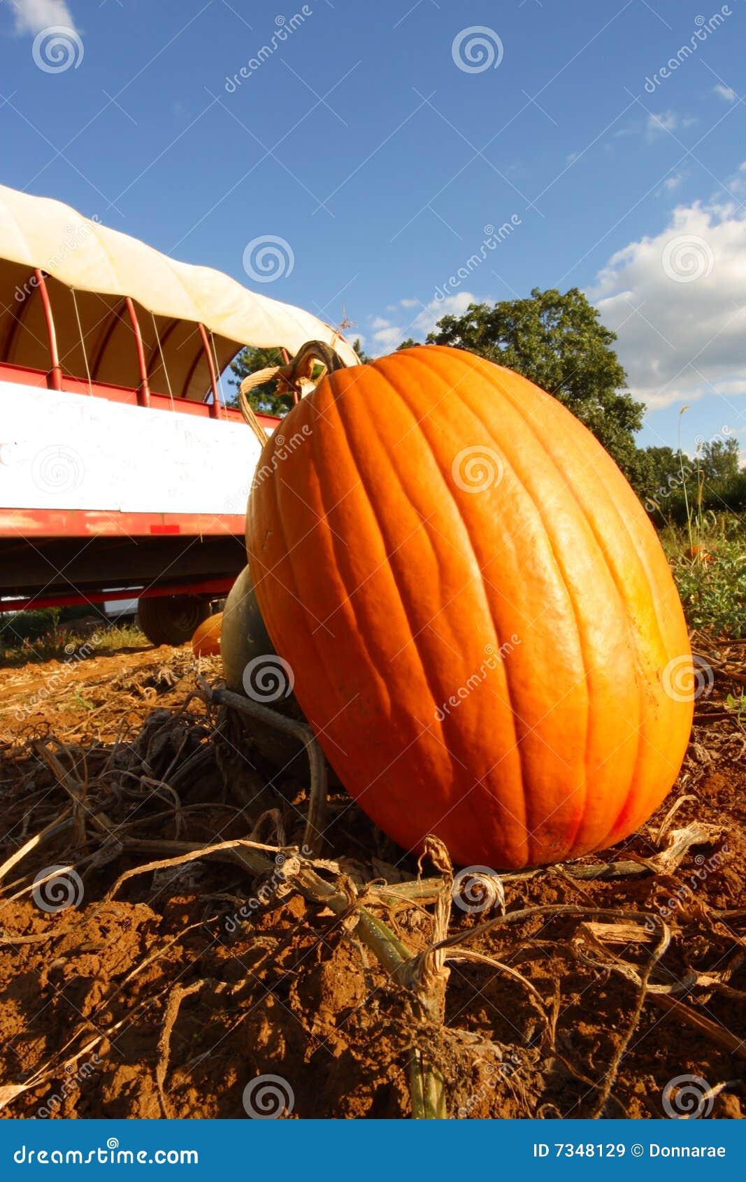 Vertical Fall Scenic with Pumpkin Stock Image - Image of tradition ...