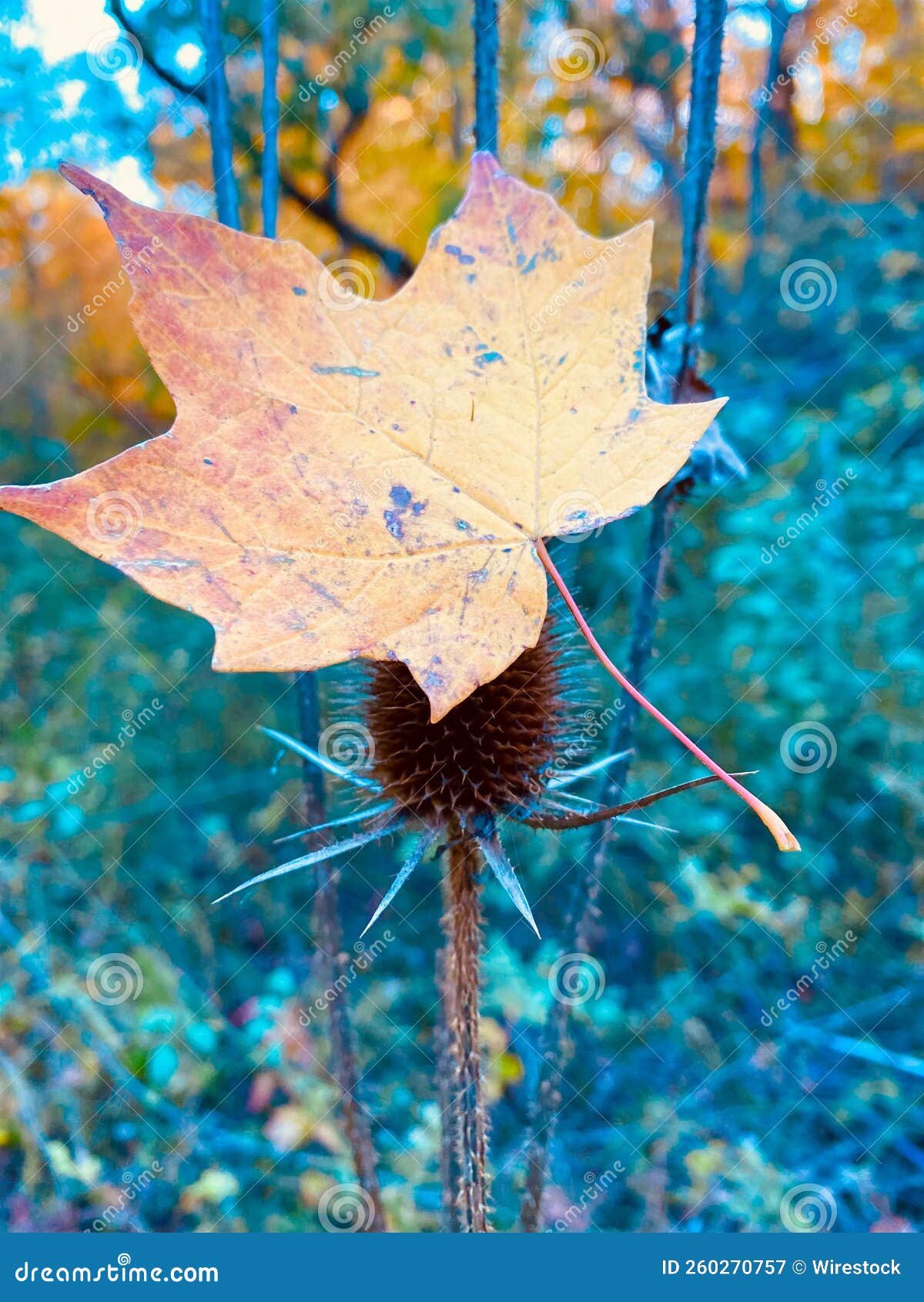 Vertical of a Fallen Leaf, Autumn Foliage on a Spiky Thistle Stock ...