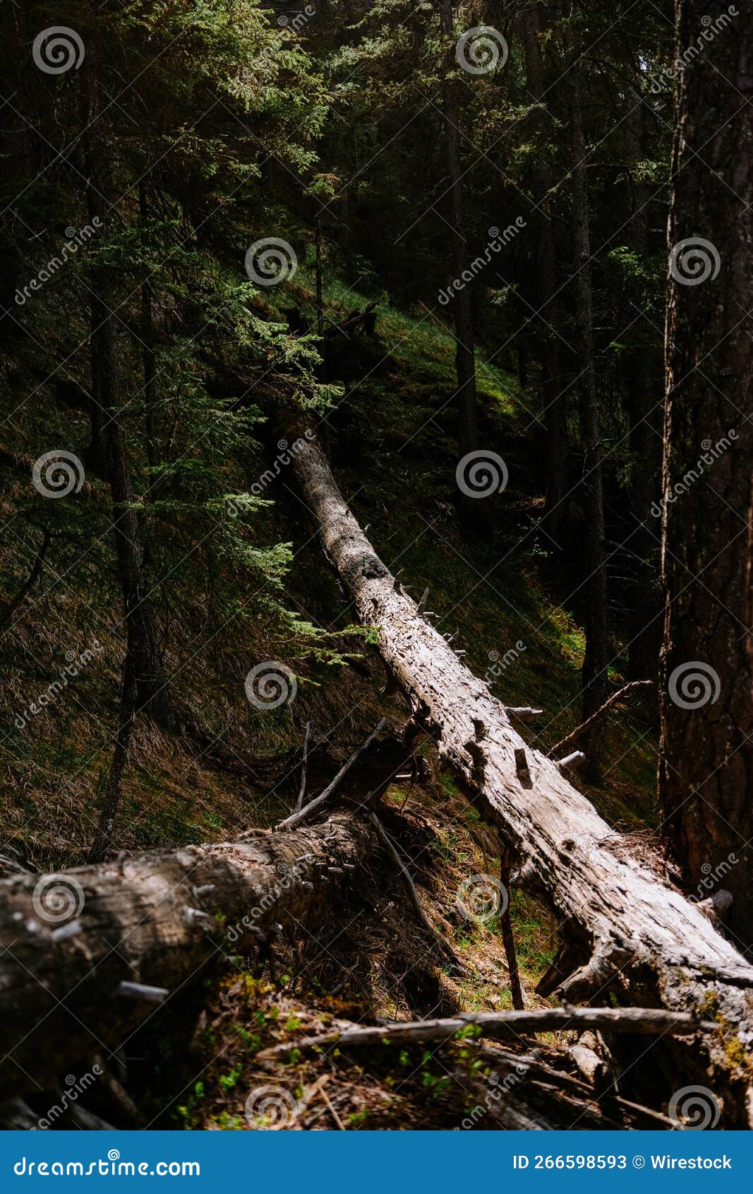 Vertical of Fallen Tree Trunks in a Dark Forest with a Little Glimpse ...