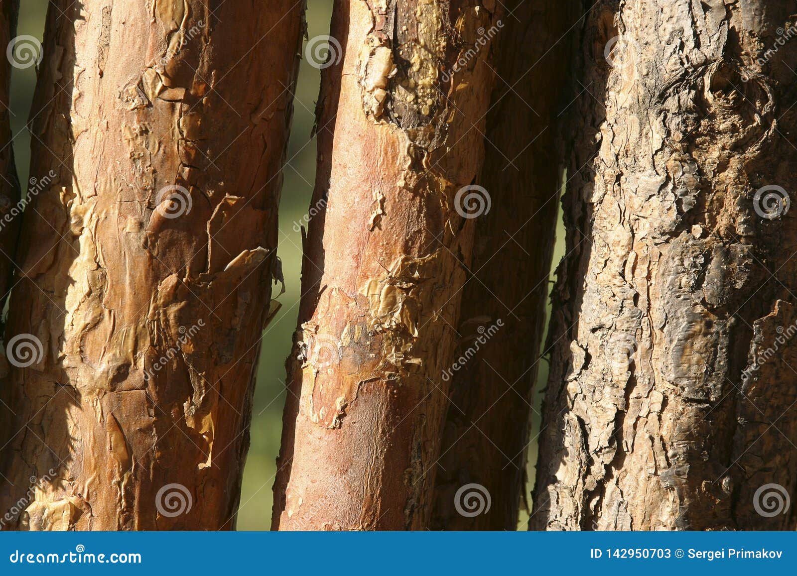 Vertical Fence of Untreated Logs Stock Image - Image of backdrop, frame ...