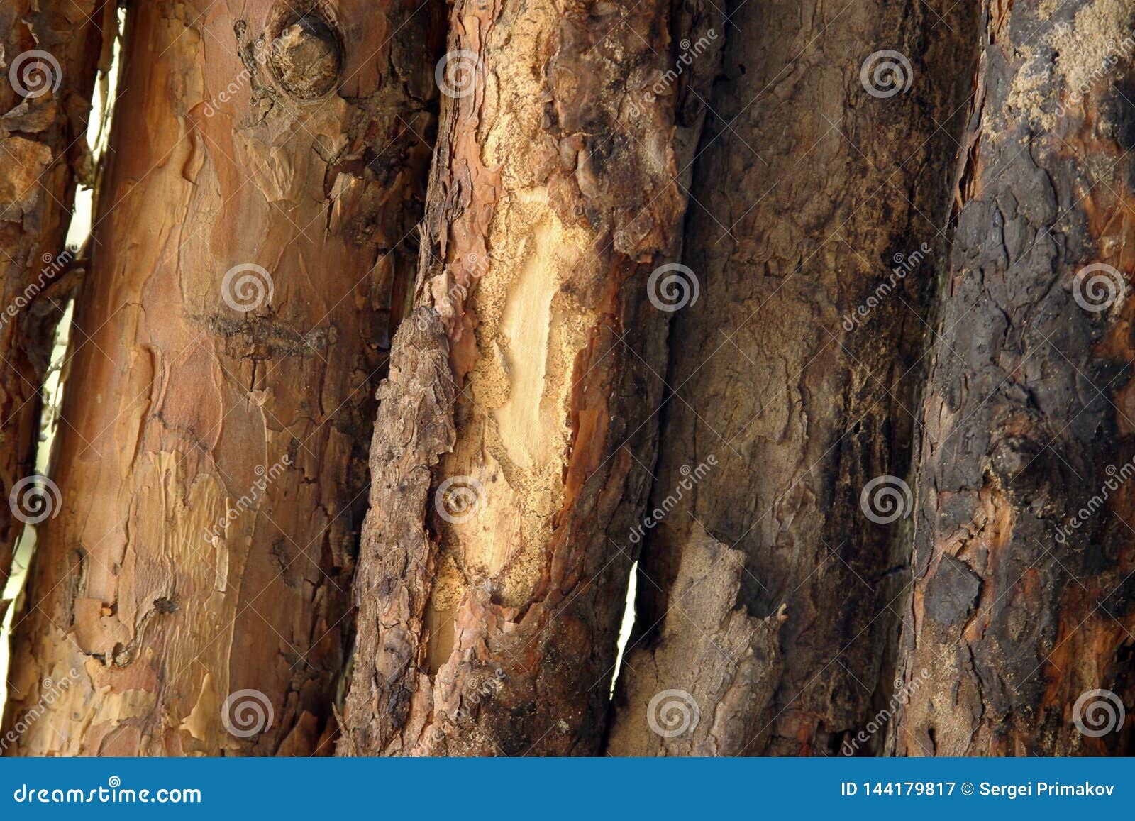 Vertical Fence of Untreated Logs Stock Image - Image of brown, retro ...