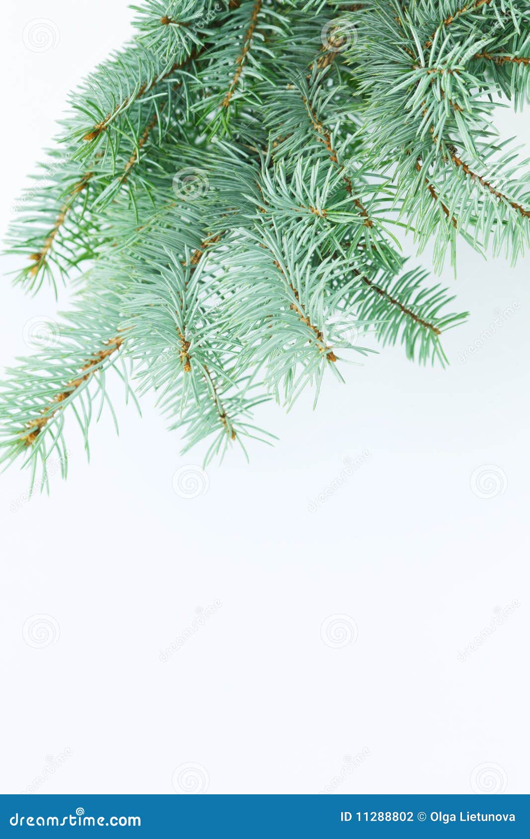 Vertical fir-tree branch stock photo. Image of needle - 11288802