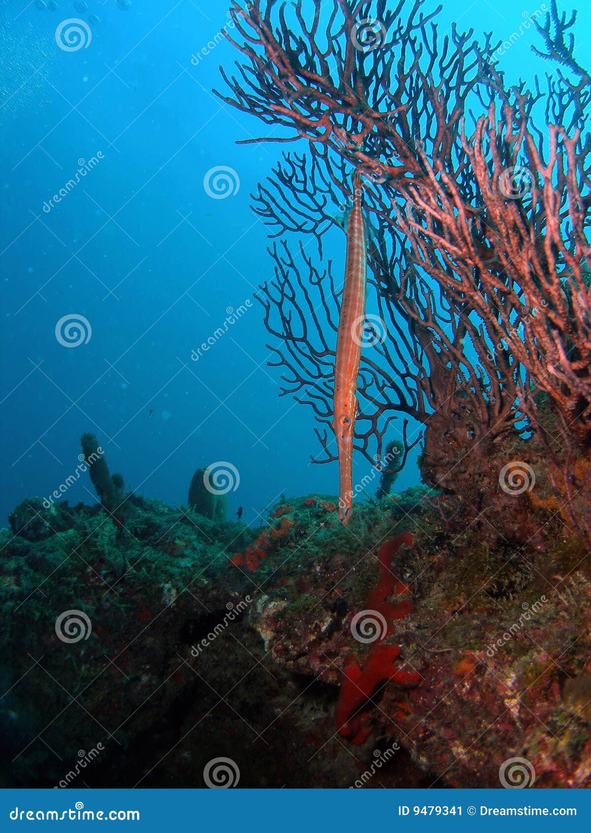 Vertical Fish stock image. Image of underwater, movement - 9479341