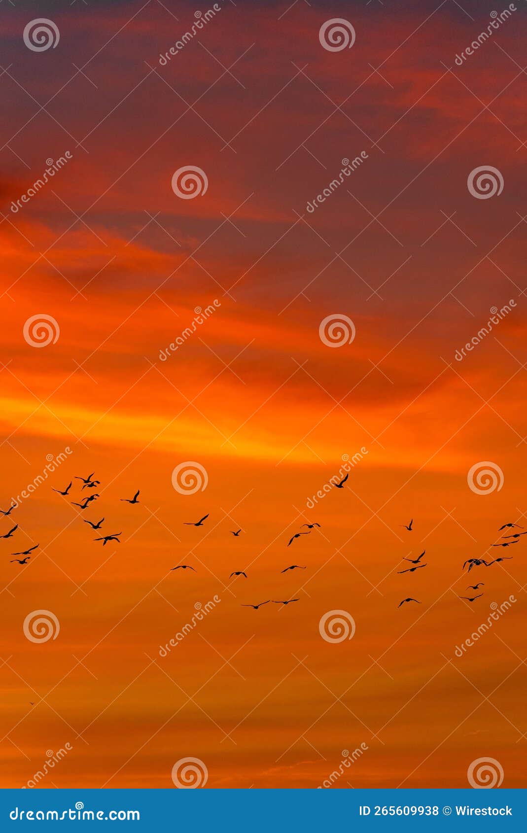 Vertical of a Flock of Birds Flying in the Beautifully Glowing Sunset ...