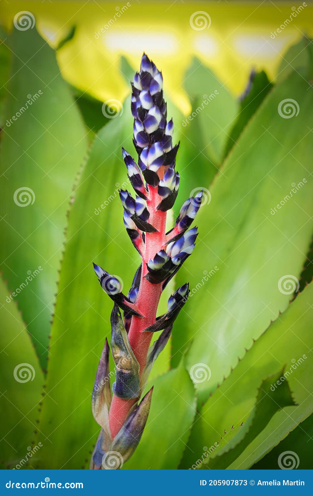 Vertical Flower Spike Growing on an Bromelaid Stock Image - Image of ...