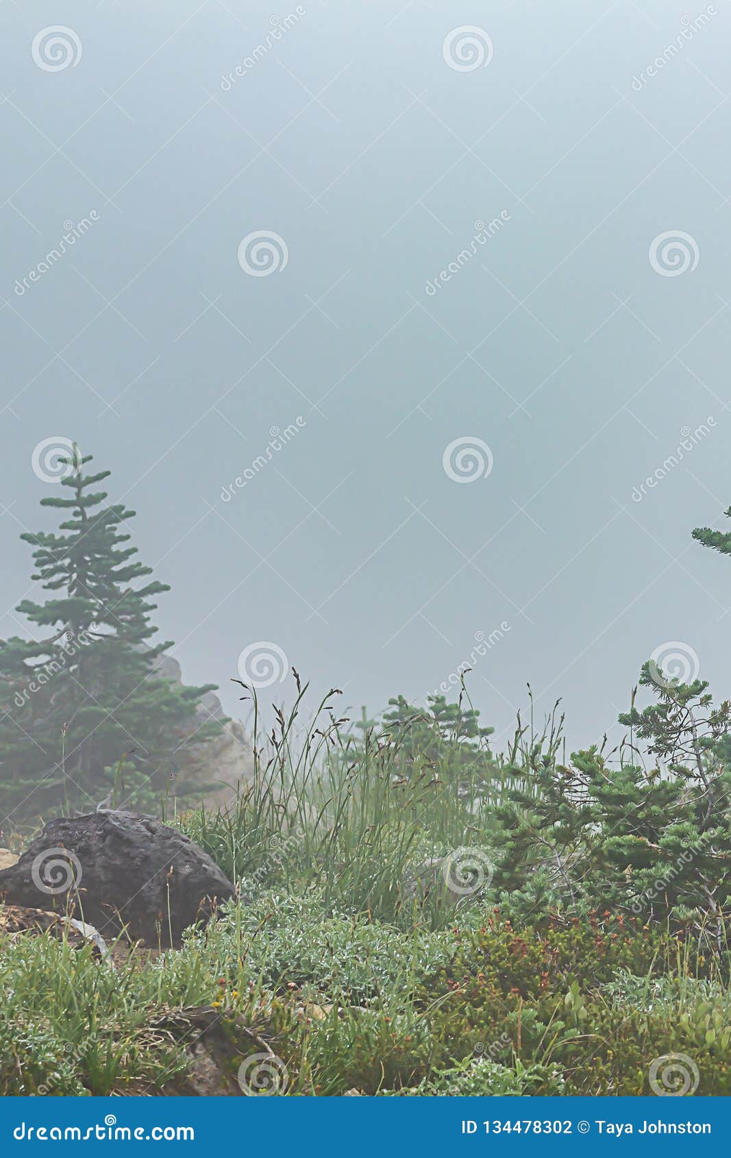 Vertical Fog and Mist Create Dim Landscape in Trees Stock Photo - Image ...