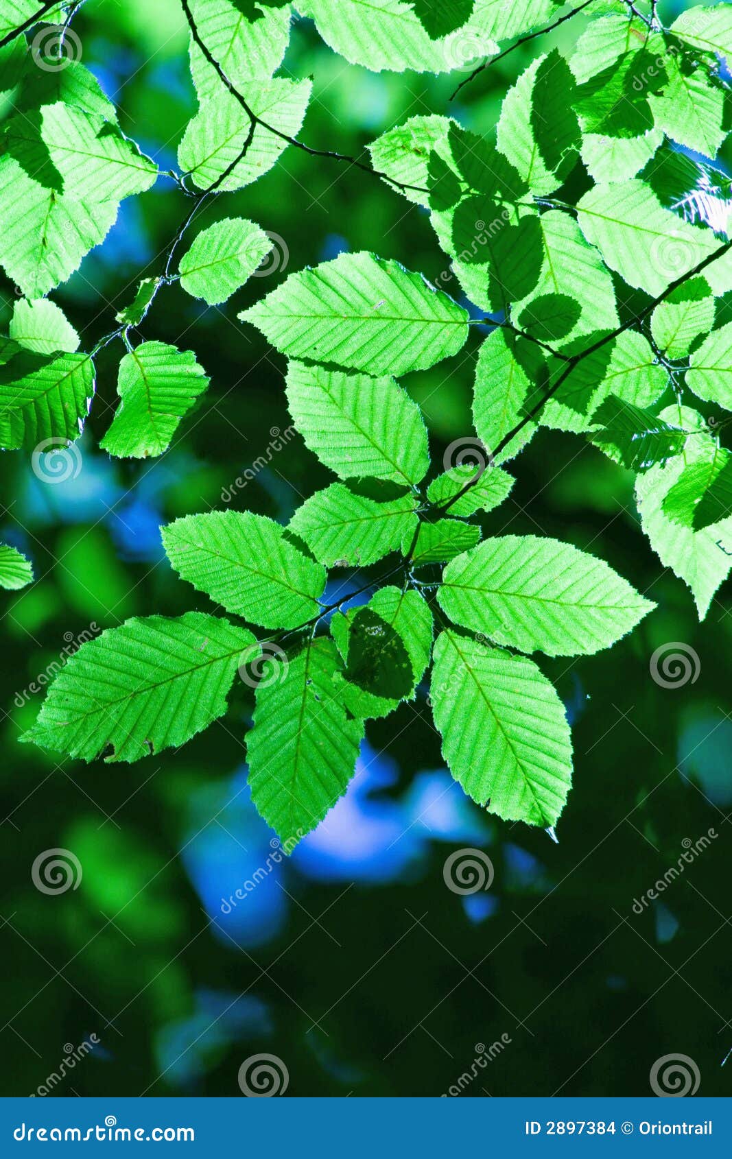 Vertical forest background stock photo. Image of interesting - 2897384