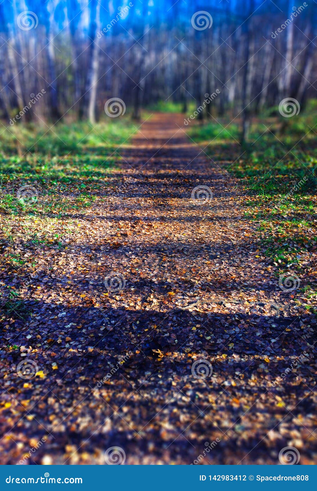 Vertical Forest Path Out of Focus Landscape Background Stock Photo ...