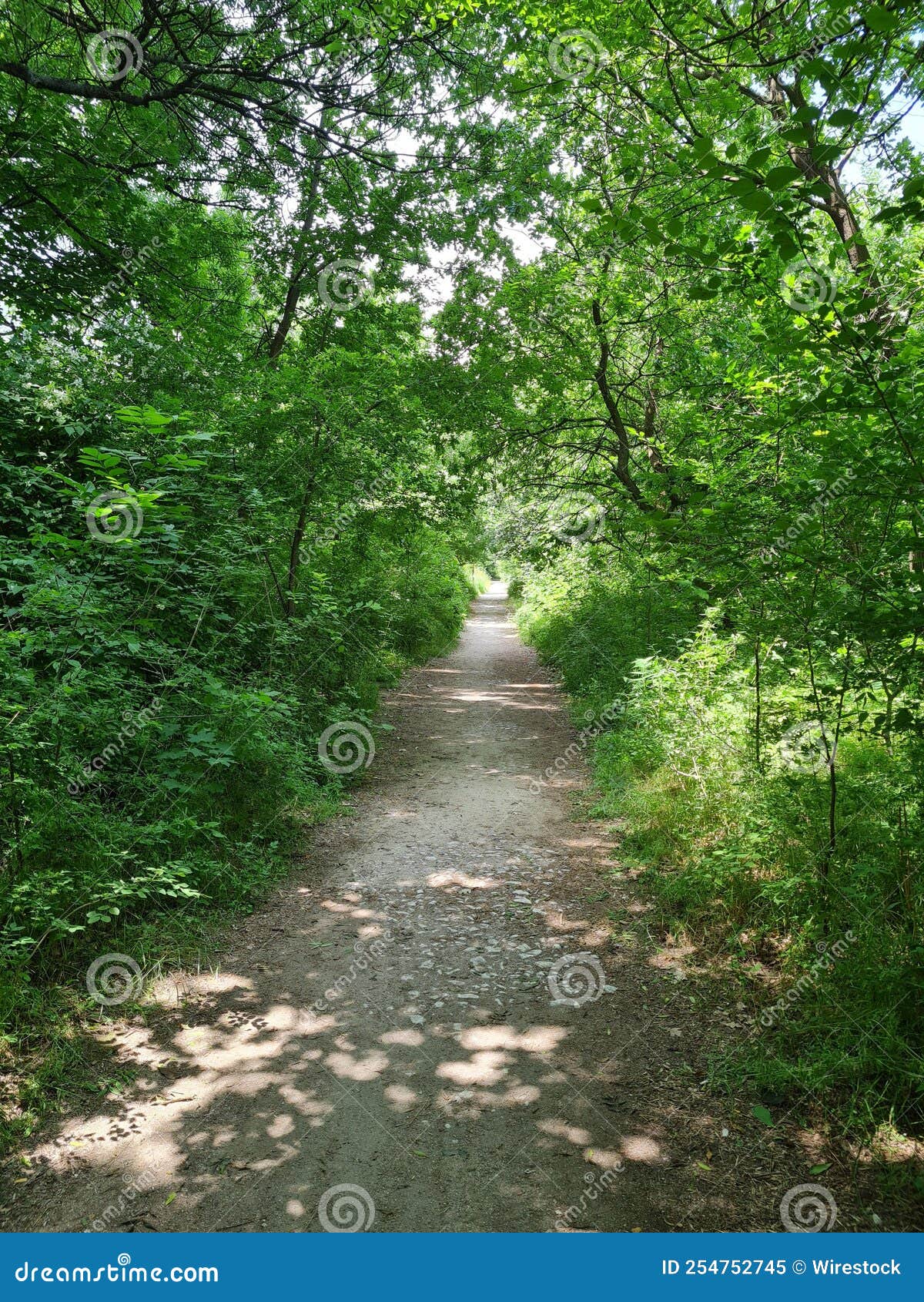 Vertical of a Forest Path Surrounded by Trees. Stock Image - Image of ...